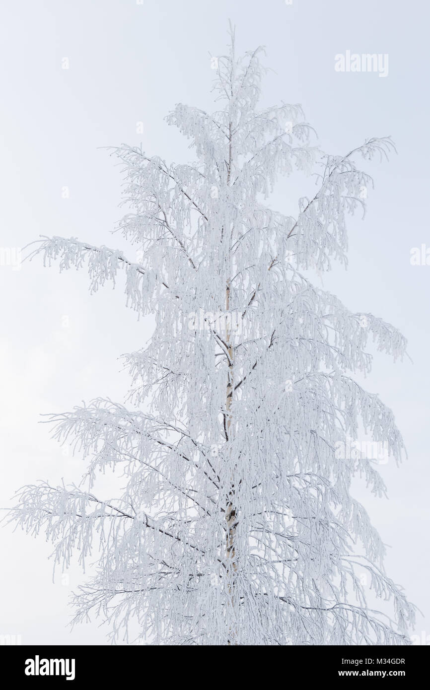 Birch tree covered in snow Stock Photo - Alamy