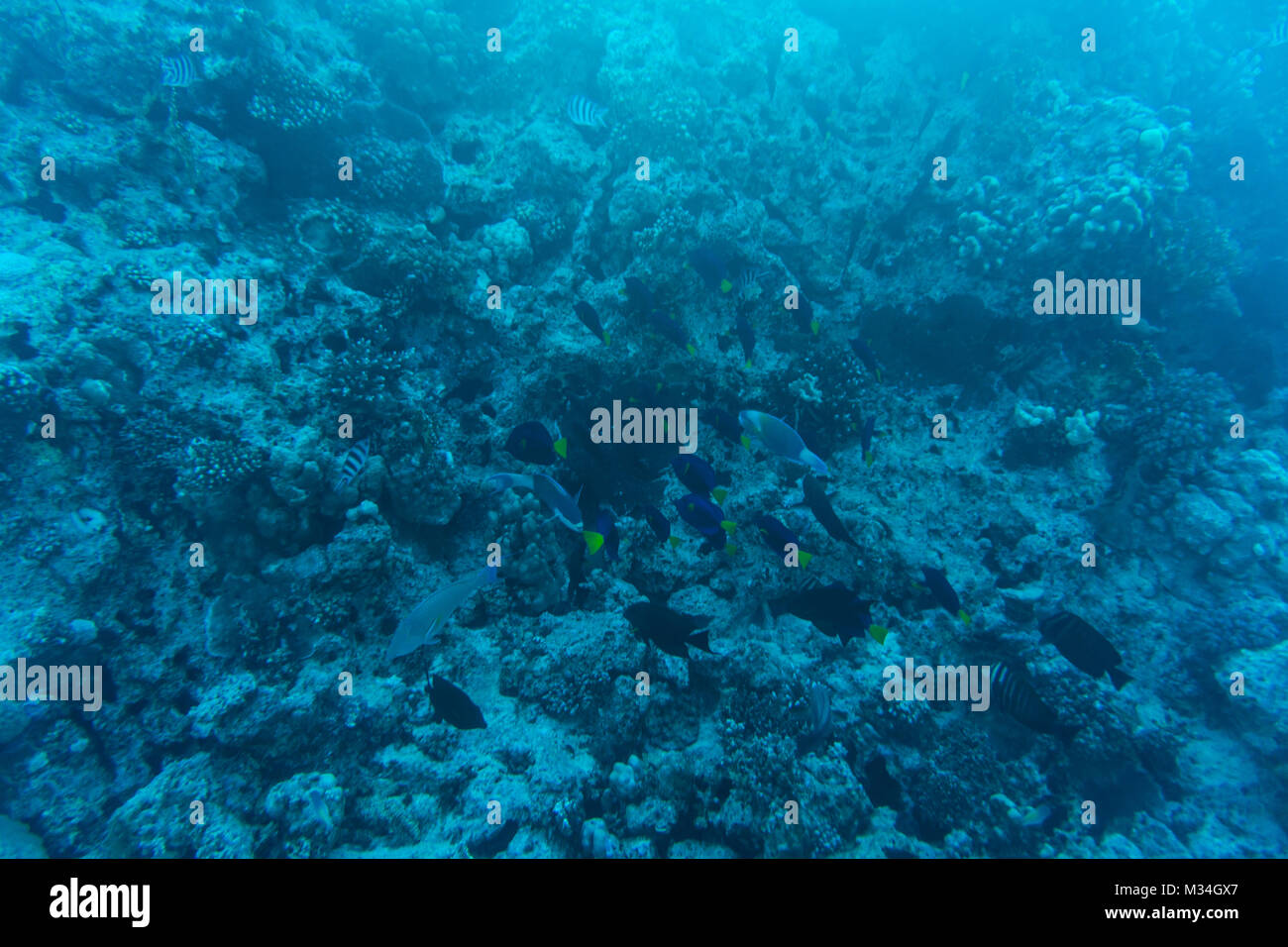 Young coral reef formation on sandy sea bottom. Deep blue sea ...