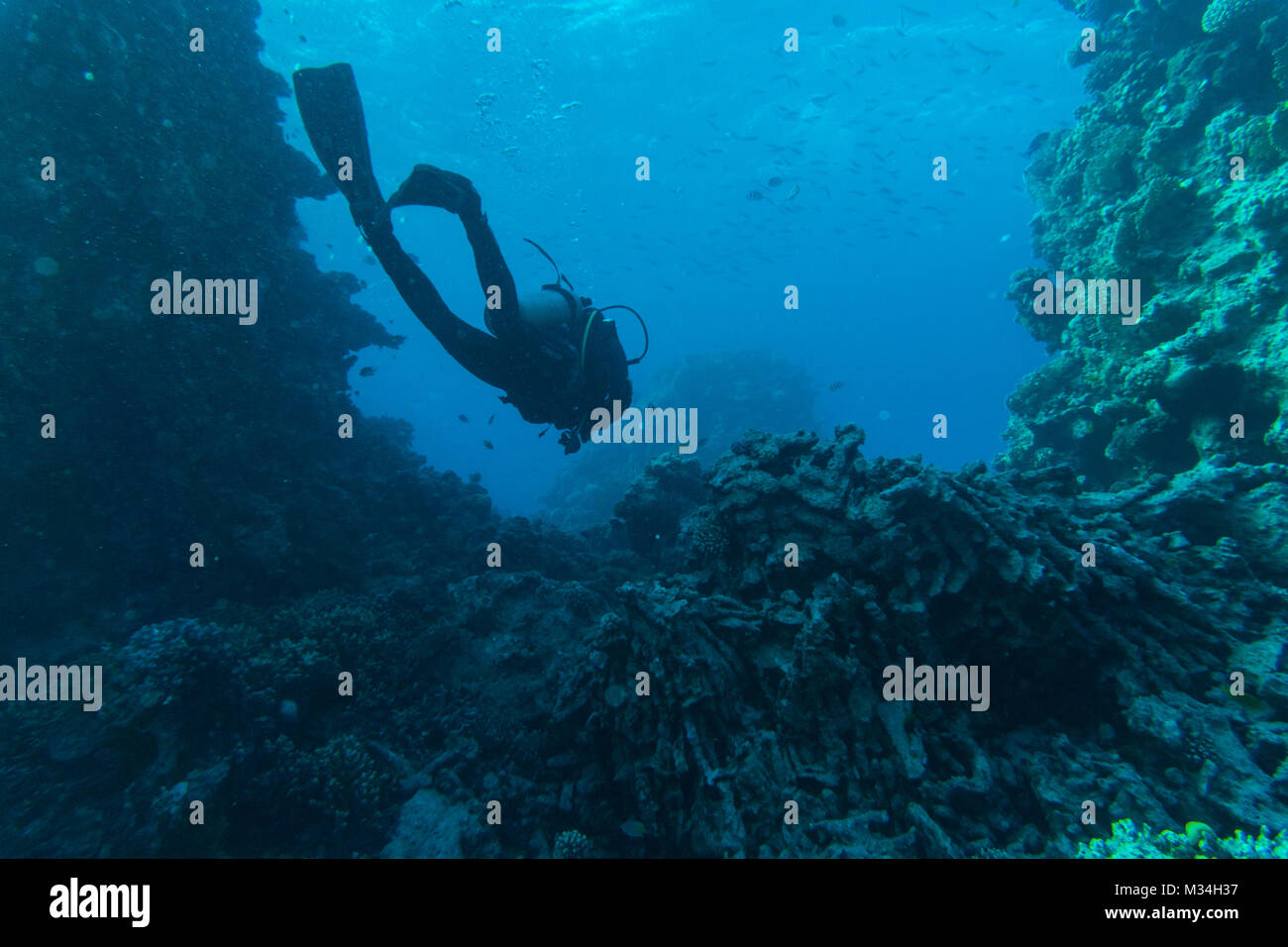 Scuba Diver, Tropical Fish and Coral Reef Stock Photo - Alamy