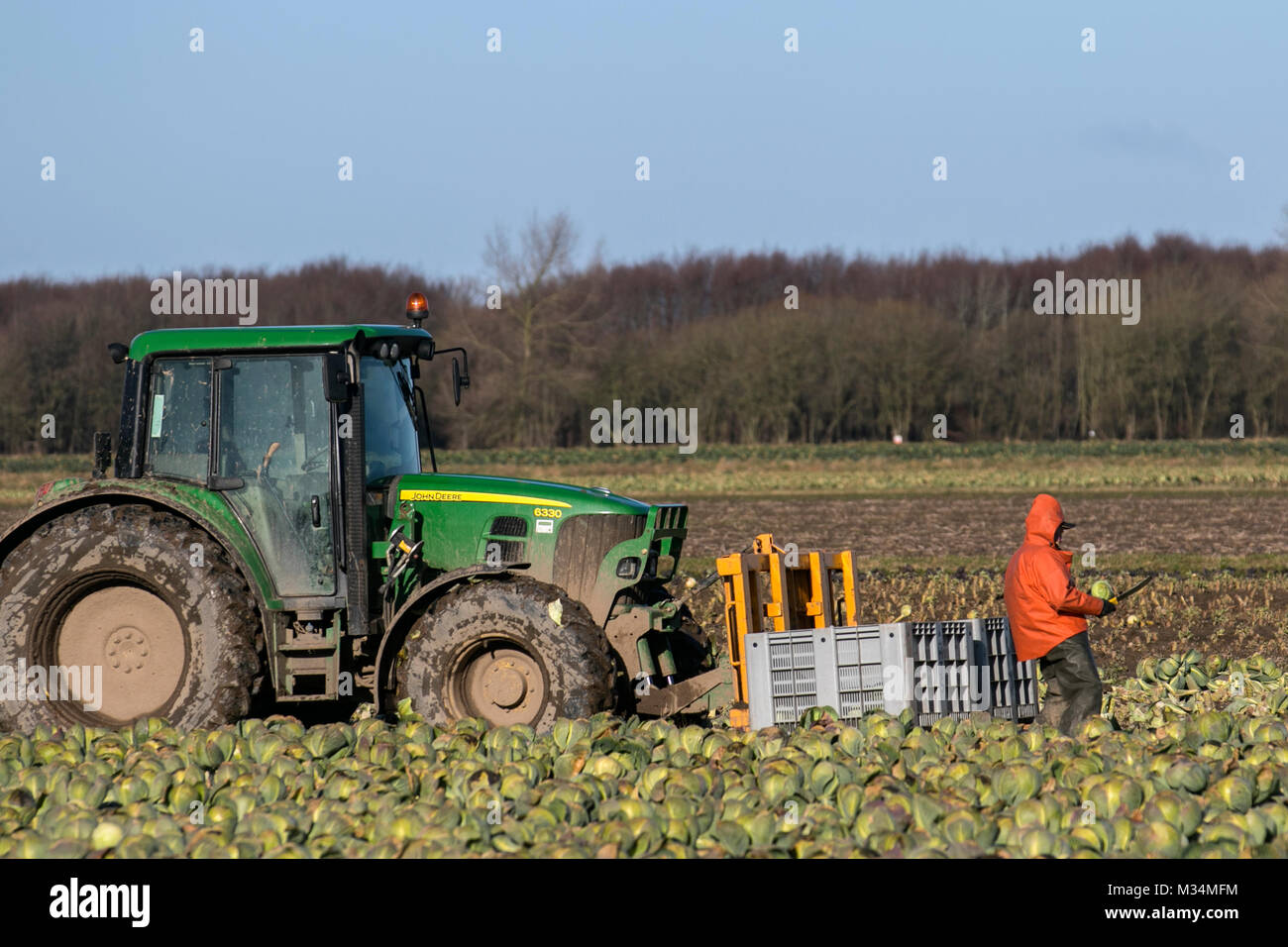 John cabbage hi-res stock photography and images - Alamy