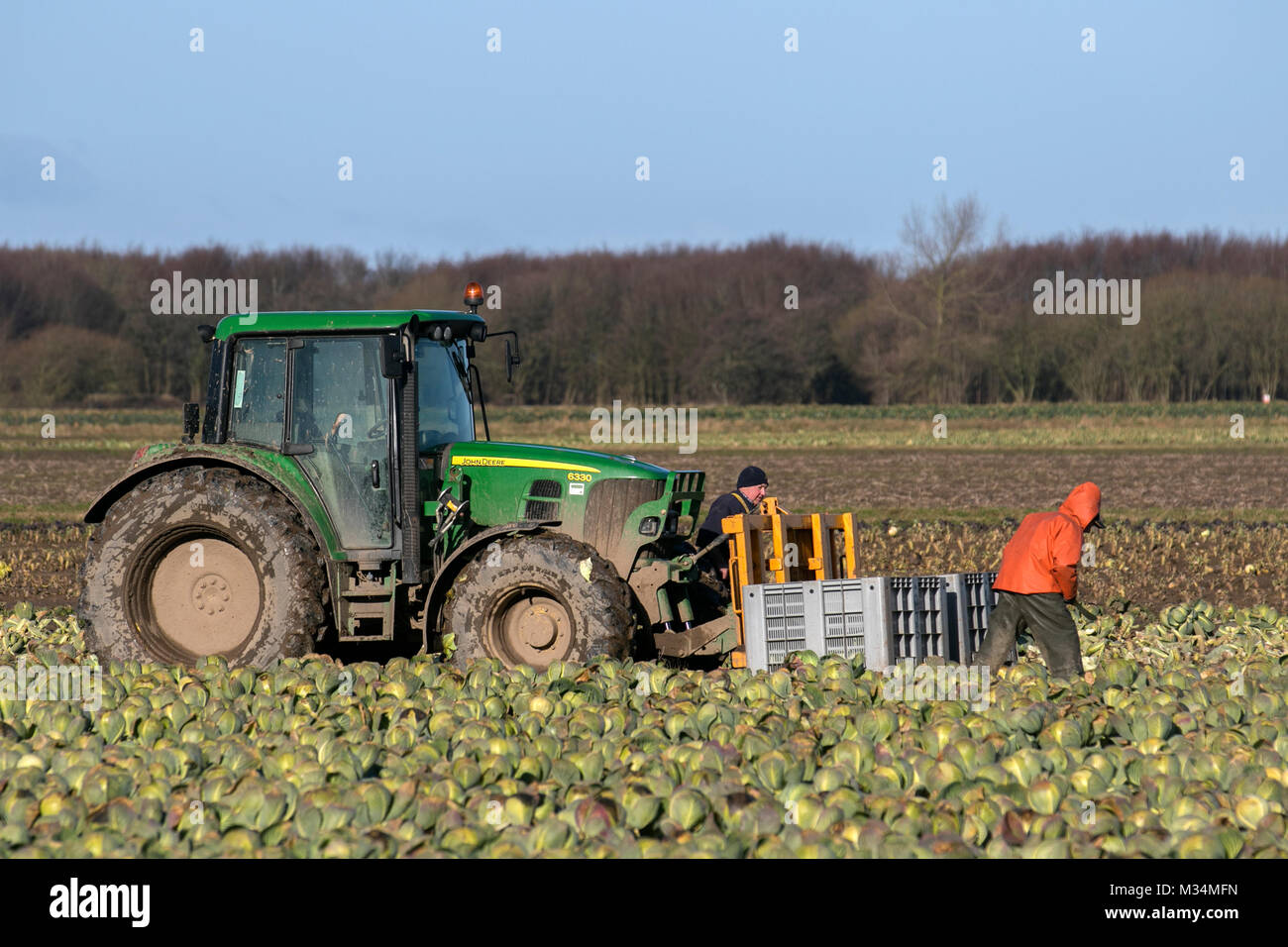 John cabbage hi-res stock photography and images - Alamy