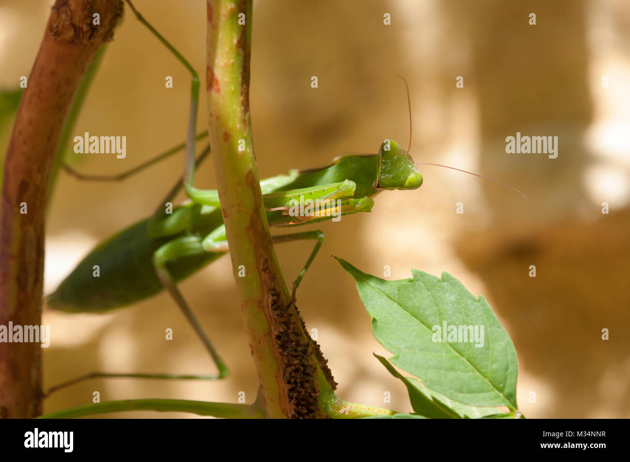 Robot praying mantis hi-res stock photography and images - Alamy