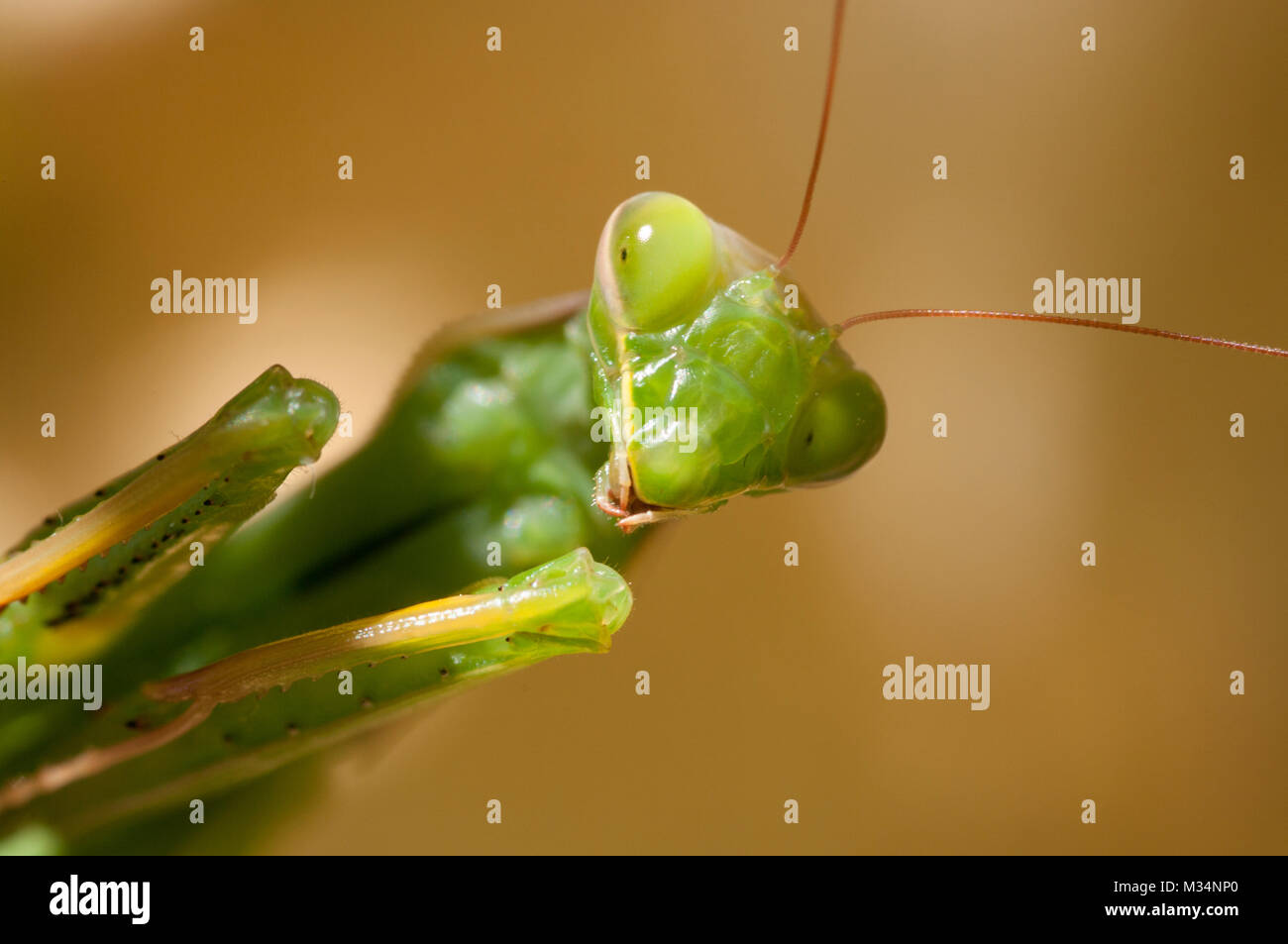 Close up portraits showing eyes of a praying mantis Stock Photo - Alamy