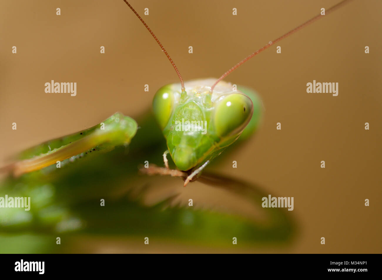 Close up portraits showing eyes of a praying mantis Stock Photo - Alamy