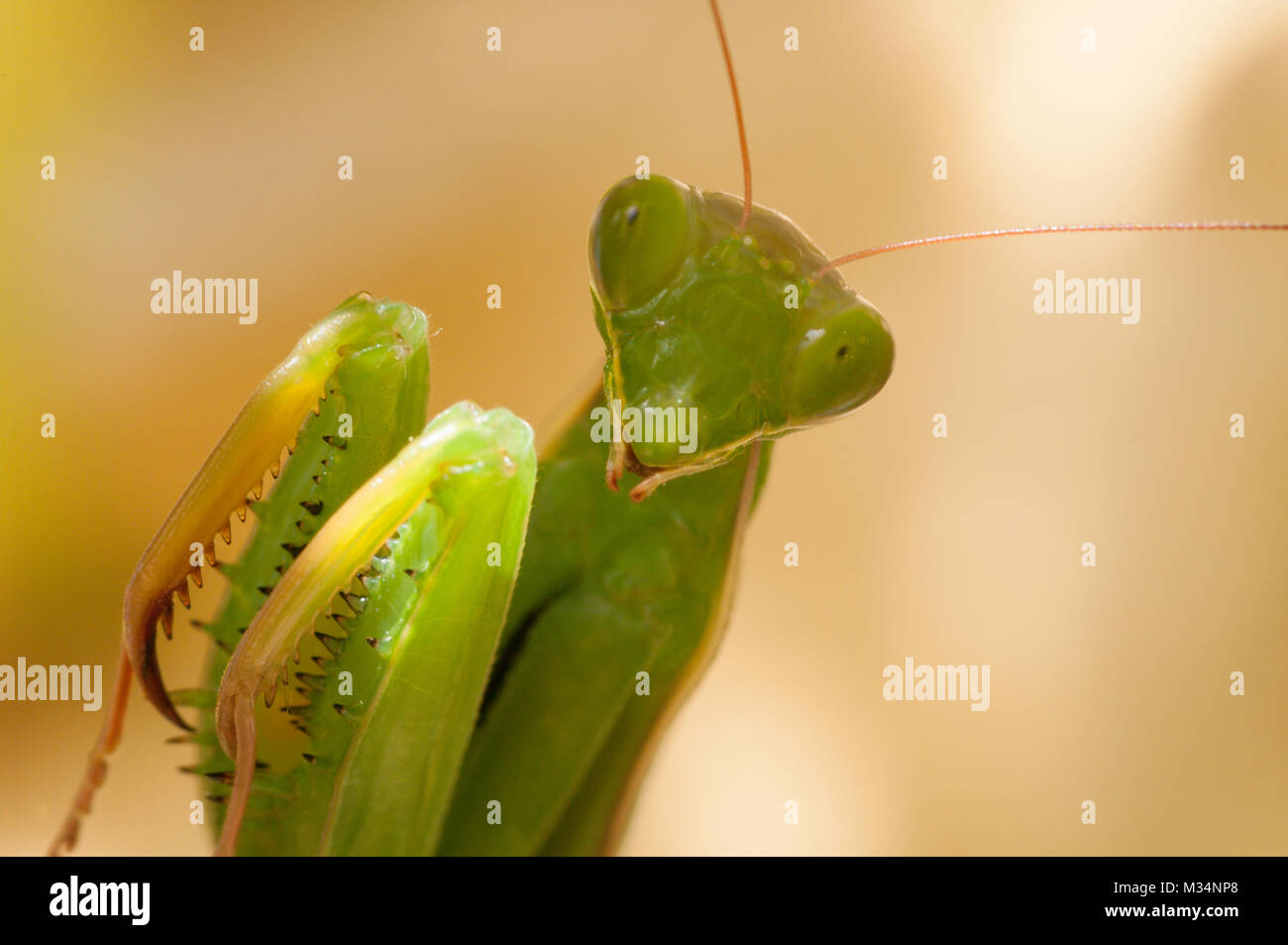 Close up portraits showing eyes of a praying mantis Stock Photo - Alamy