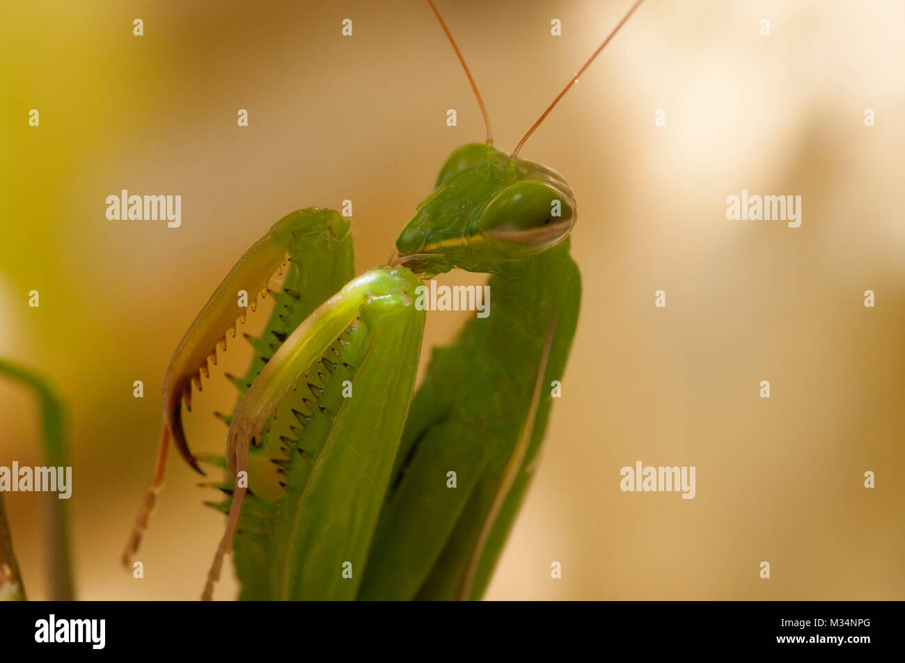 Close up portraits showing eyes of a praying mantis Stock Photo - Alamy