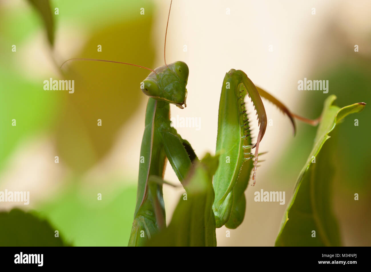 Close up portraits showing eyes of a praying mantis Stock Photo - Alamy