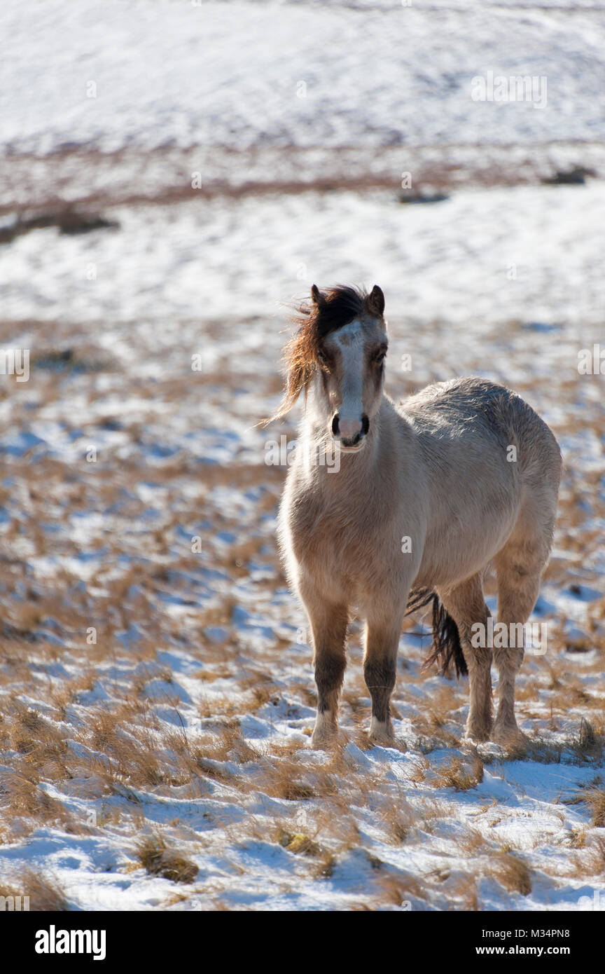 Builth Wells, Powys, UK. 9th Feb, 2018. UK Weather. Hardy Welsh ...