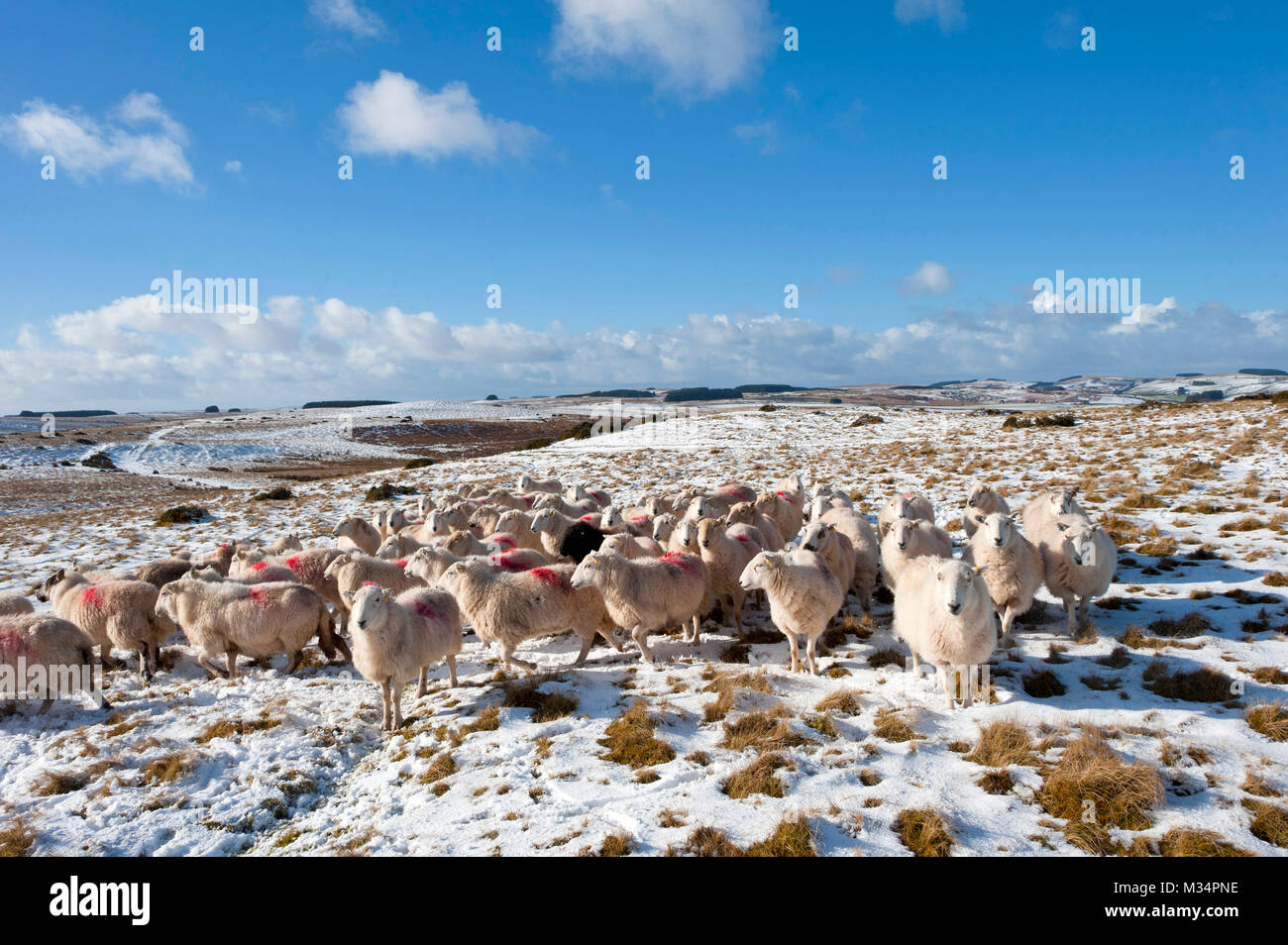 Builth Wells, Powys, UK. 9th Feb, 2018. UK Weather. Sheep are seen in a ...