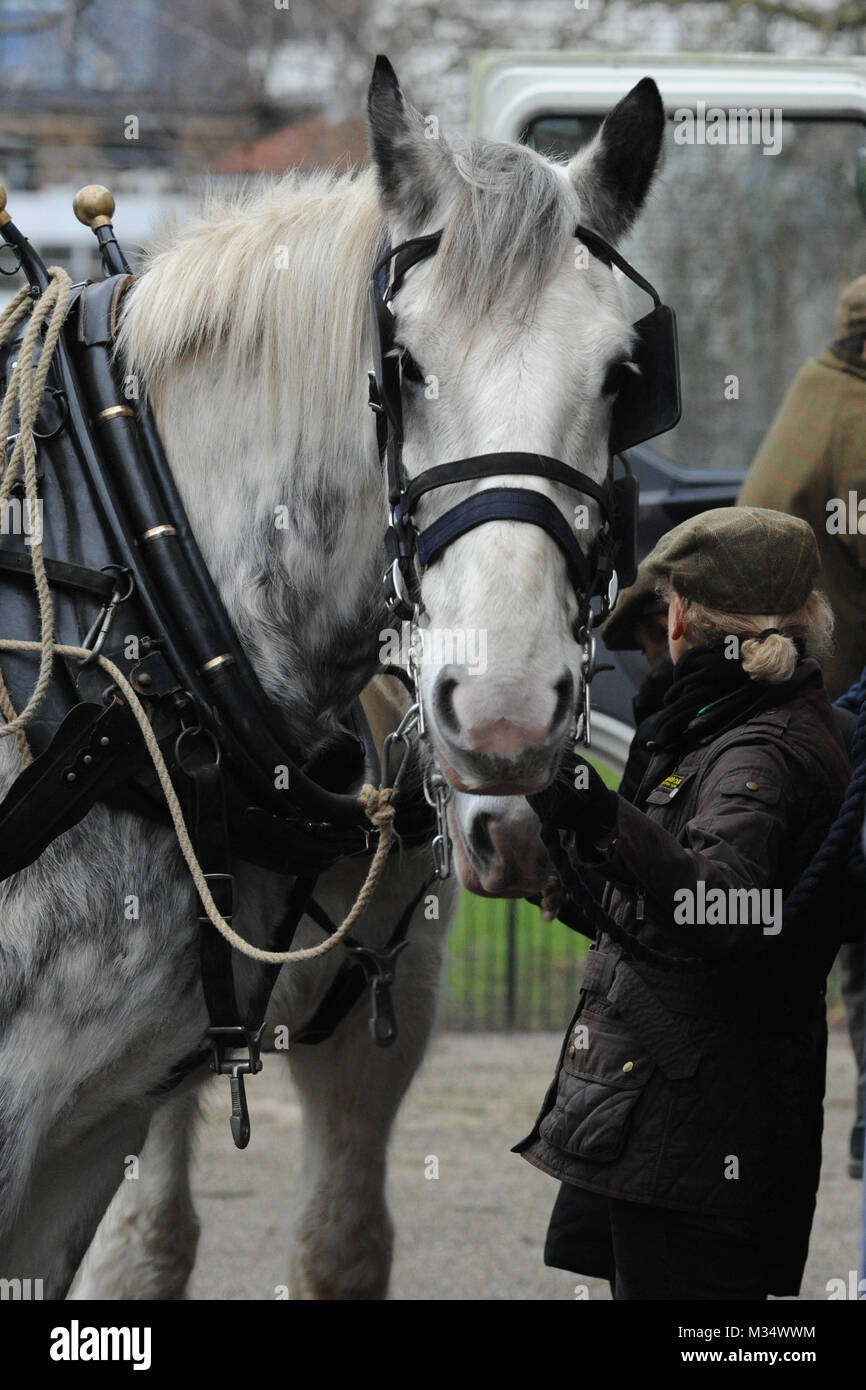 Shire horse blinkers tack hi-res stock photography and images - Alamy