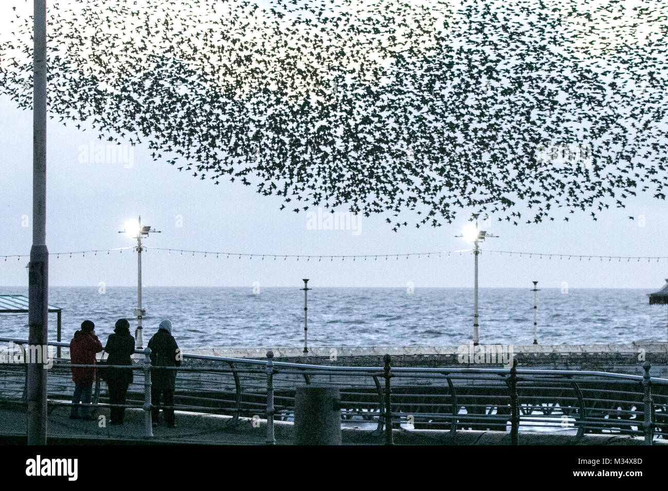 flock fly animal starling flight swarm bird dusk murmuration blackpool ...
