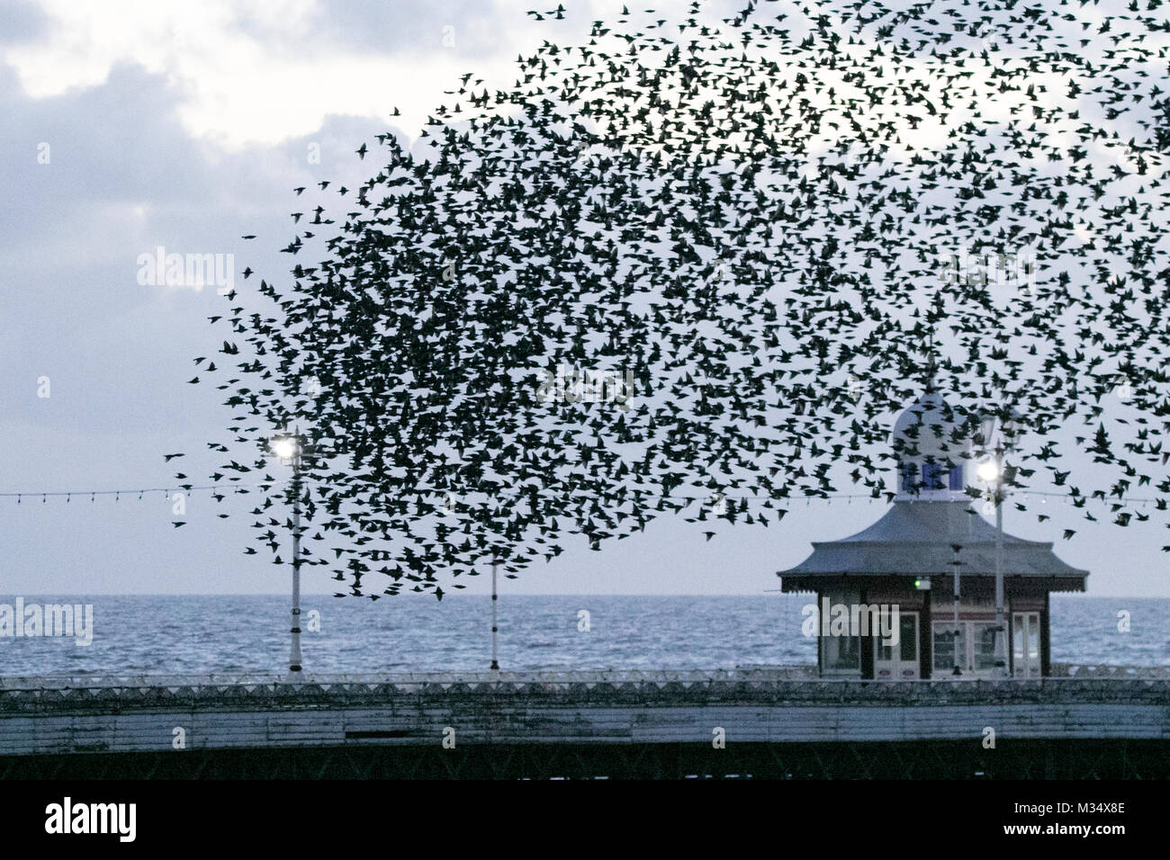 flock fly animal starling flight swarm bird dusk murmuration blackpool ...