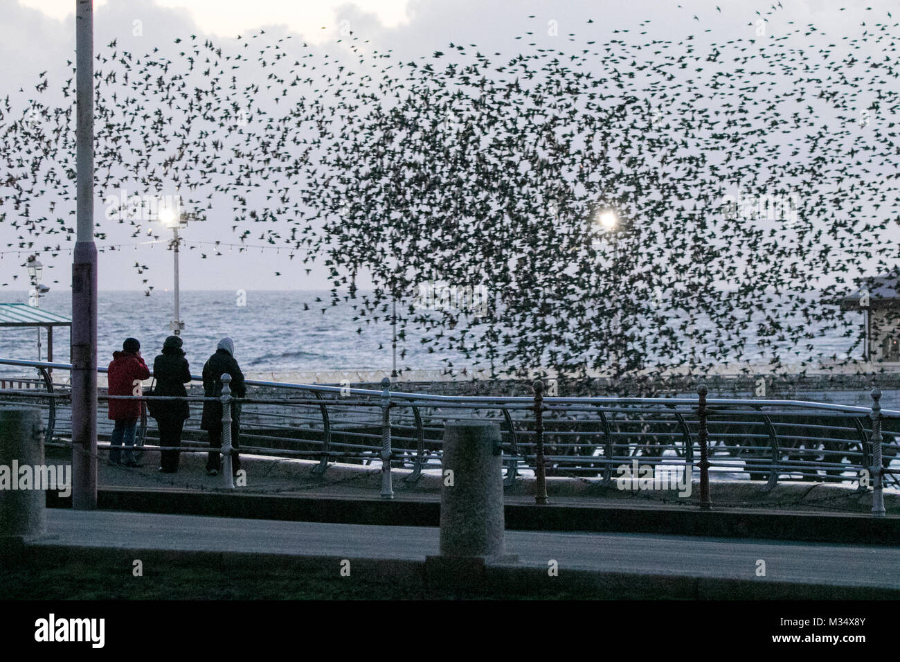 flock fly animal starling flight swarm bird dusk murmuration blackpool ...