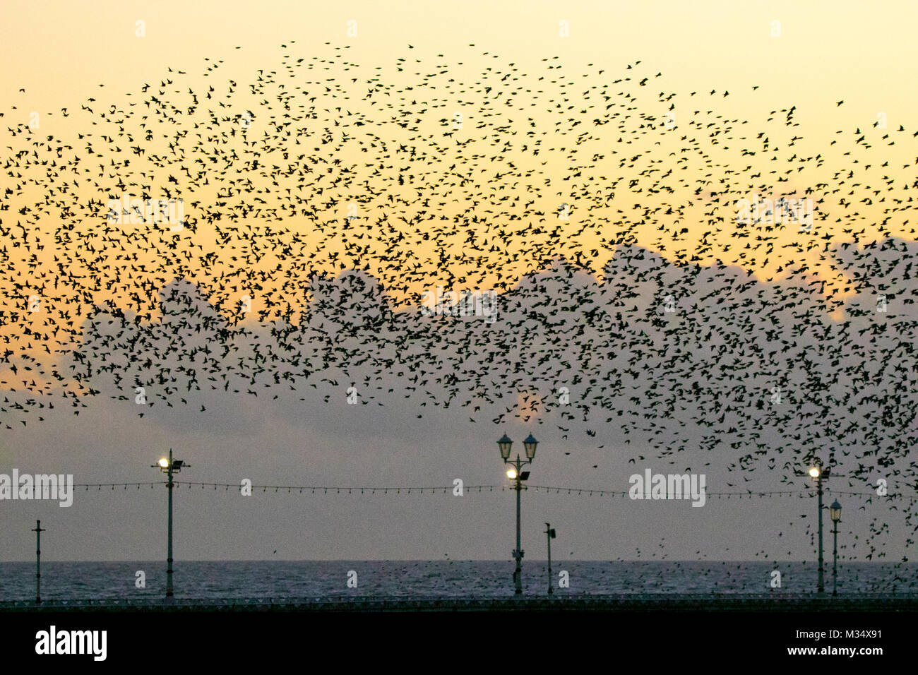 flock fly animal starling flight swarm bird dusk murmuration blackpool ...