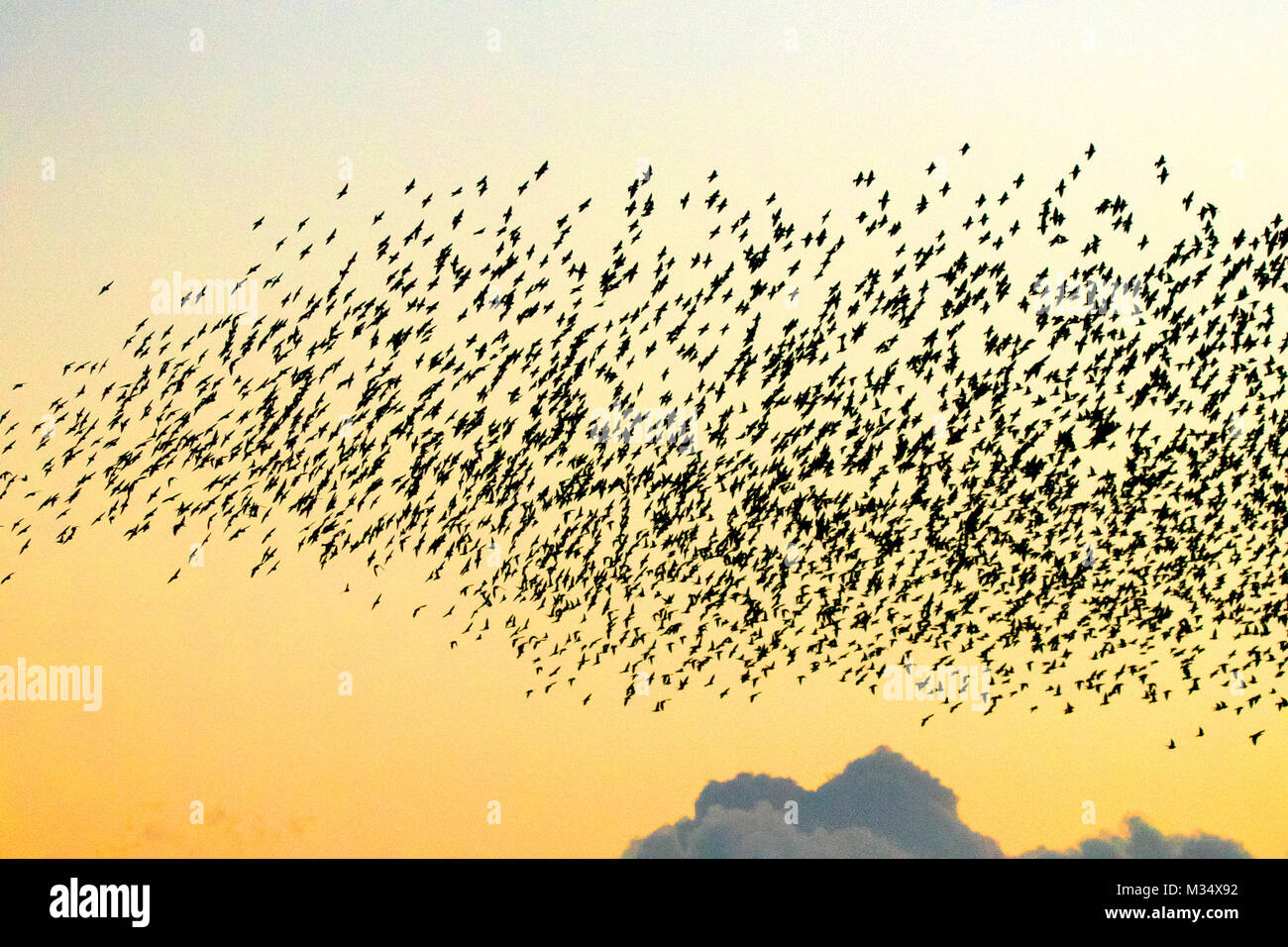 flock fly animal starling flight swarm bird dusk murmuration blackpool ...