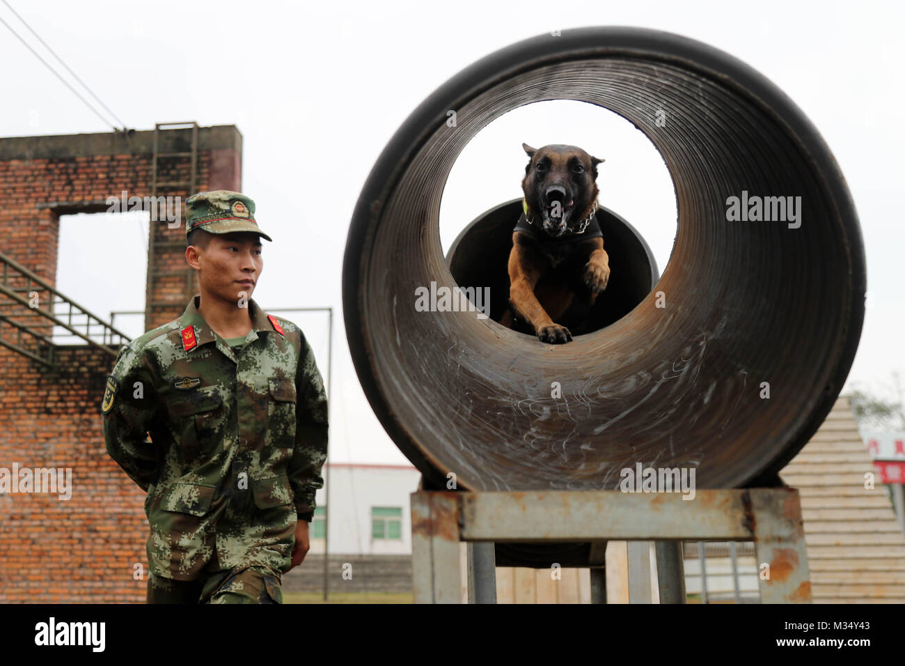 Dog trainer dog trainers hi-res stock photography and images - Alamy
