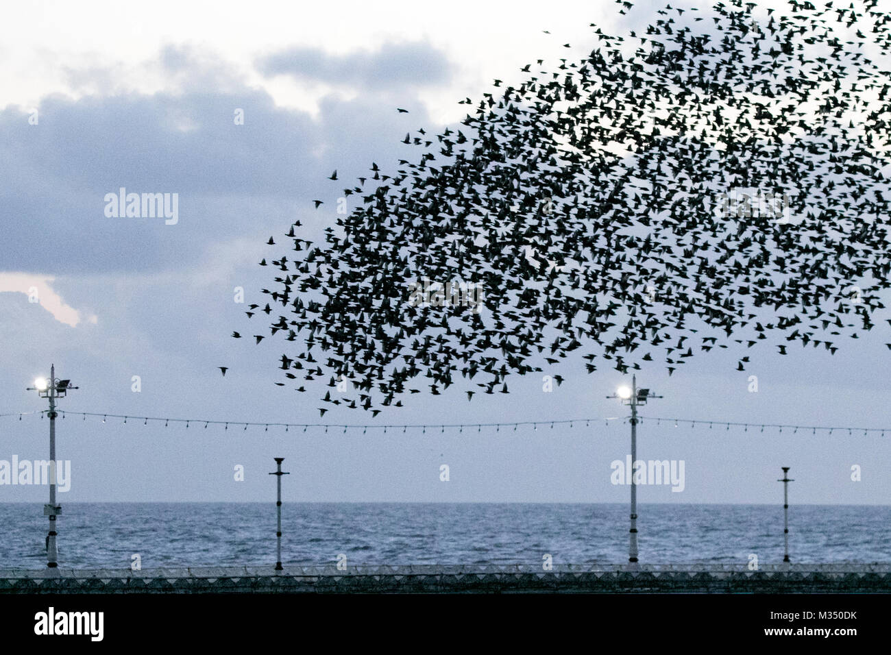 flock fly animal starling flight swarm bird dusk murmuration blackpool ...