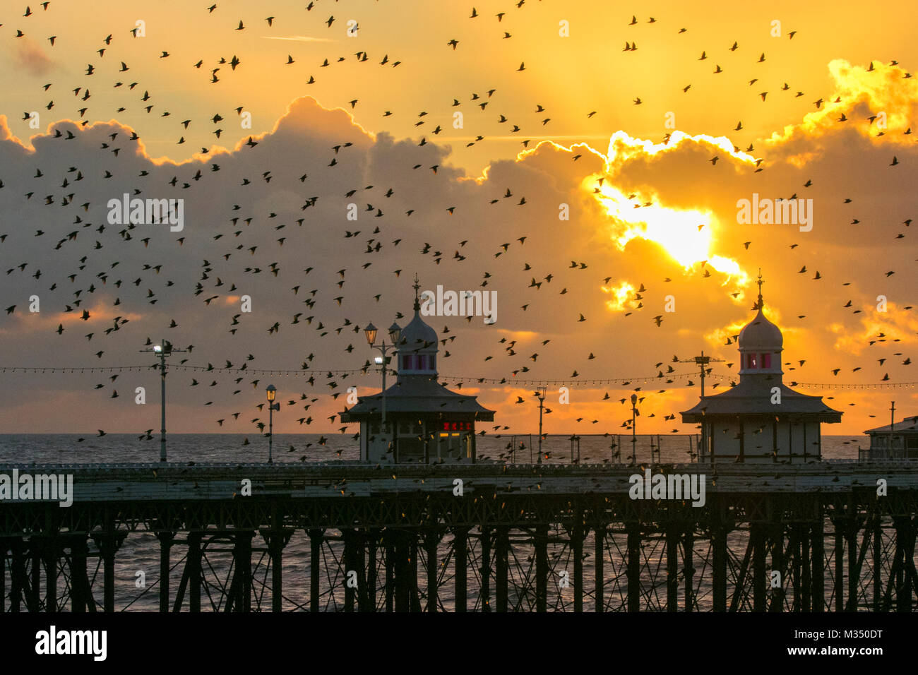 flock fly animal starling flight swarm bird dusk murmuration blackpool ...