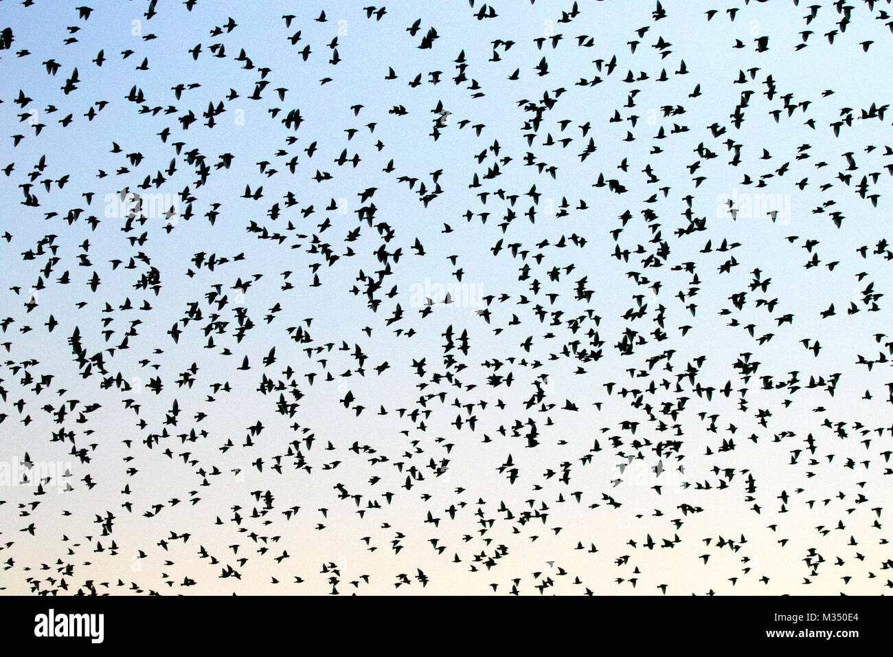 flock fly animal starling flight swarm bird dusk murmuration blackpool ...