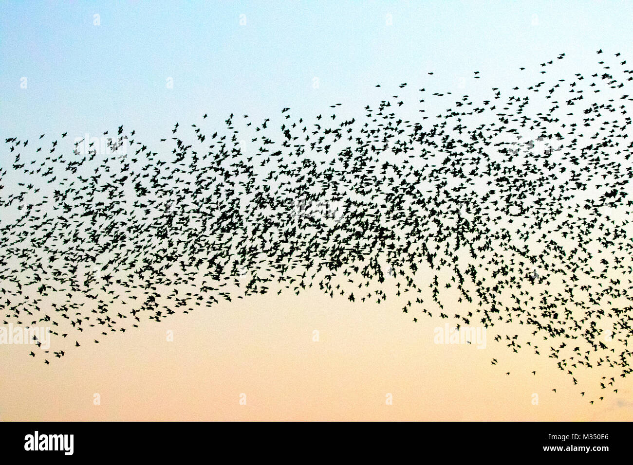 flock fly animal starling flight swarm bird dusk murmuration blackpool pier roost birds flying ...