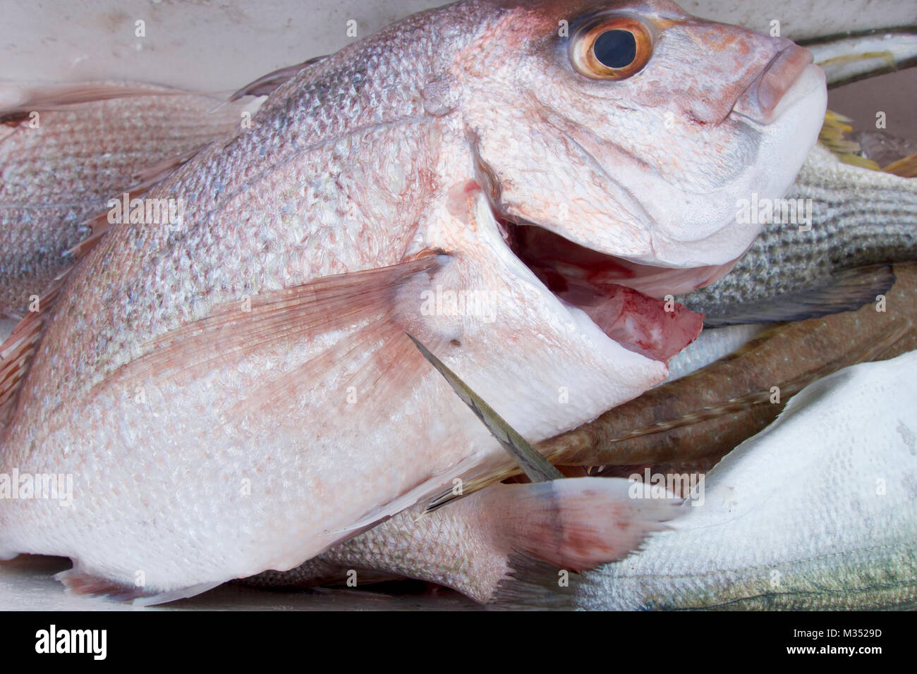 Big eye snapper hi-res stock photography and images - Alamy