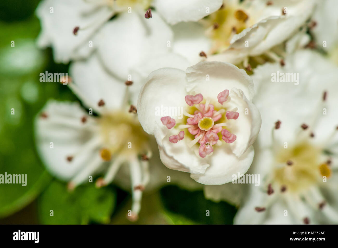 common hawthorn, Crataegus monogyna, on the wild Stock Photo - Alamy