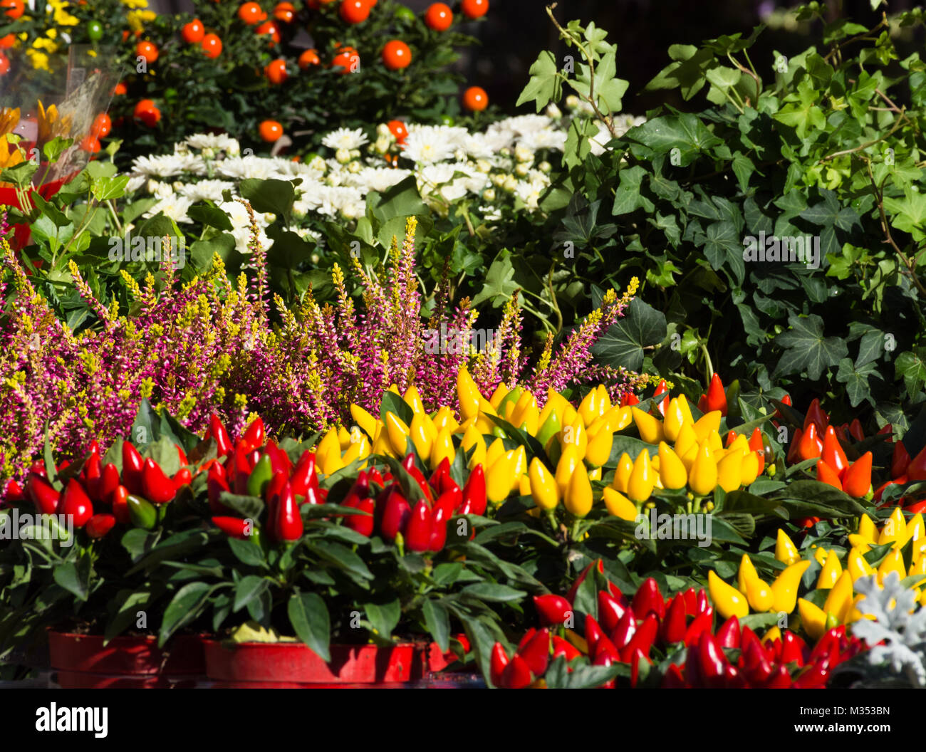 A flower market in Aix en Provence France selling pepper plants ...