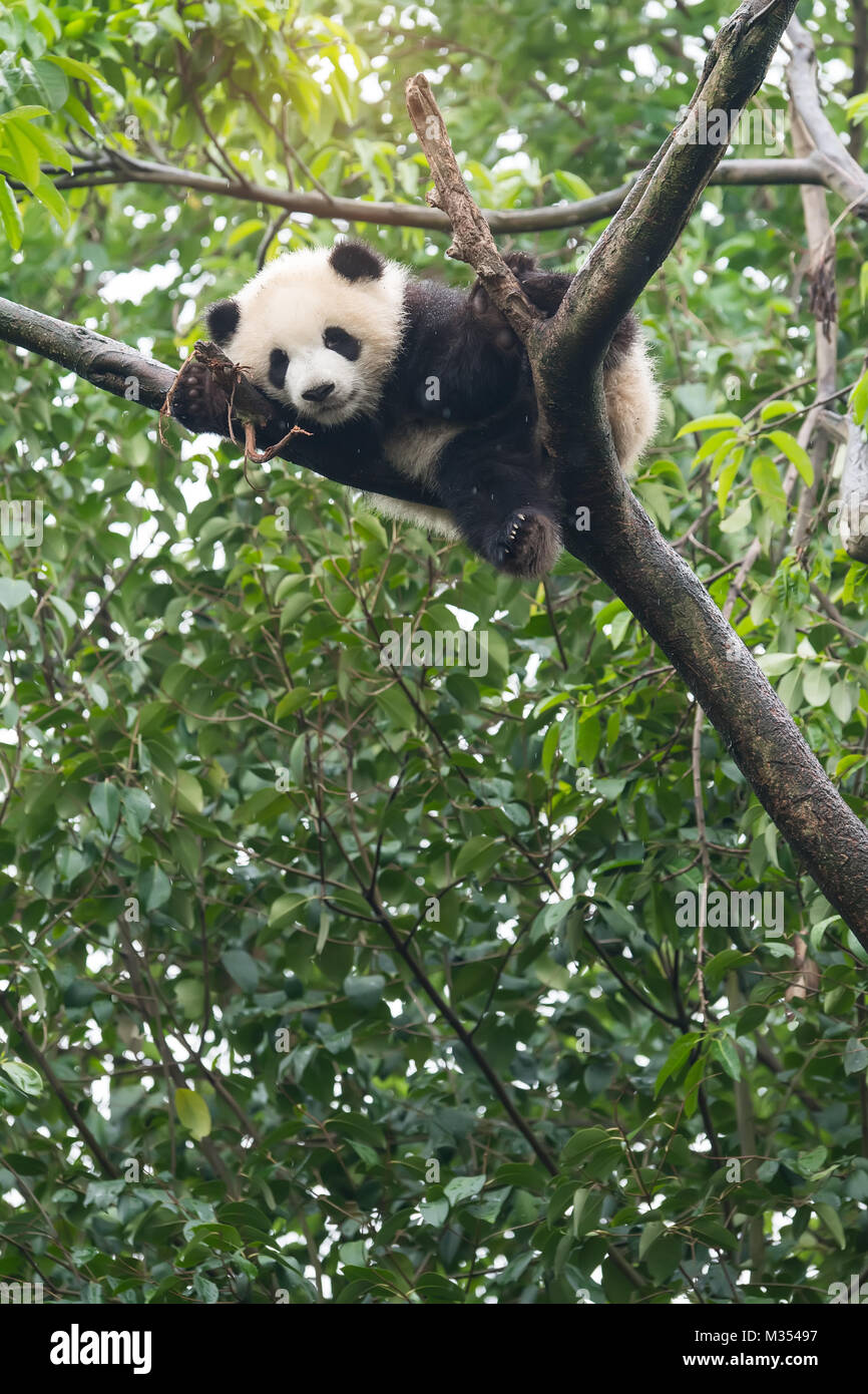 Giant panda baby hi-res stock photography and images - Alamy