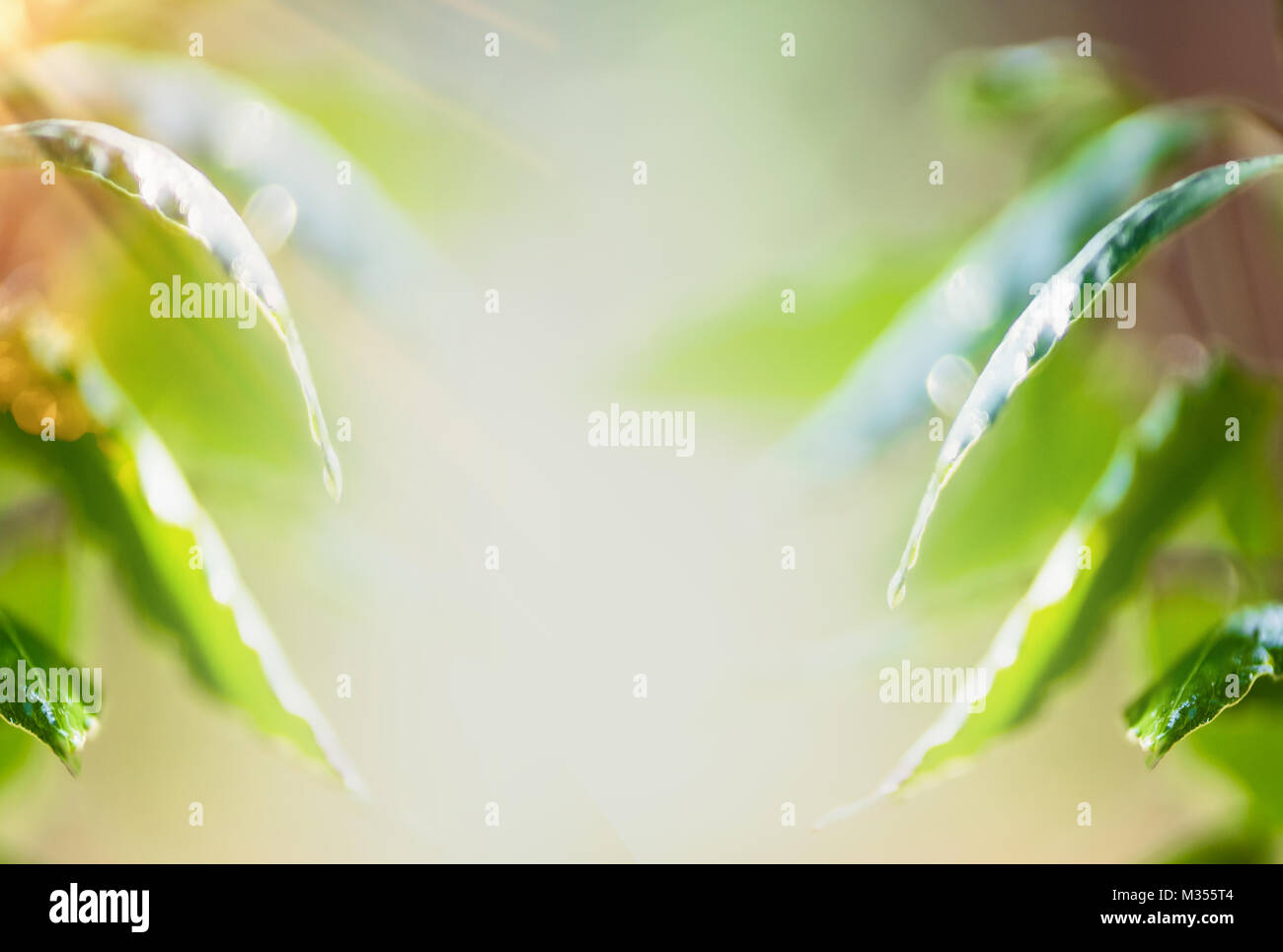 Beautiful nature background with green leaves and waterdrops at ...