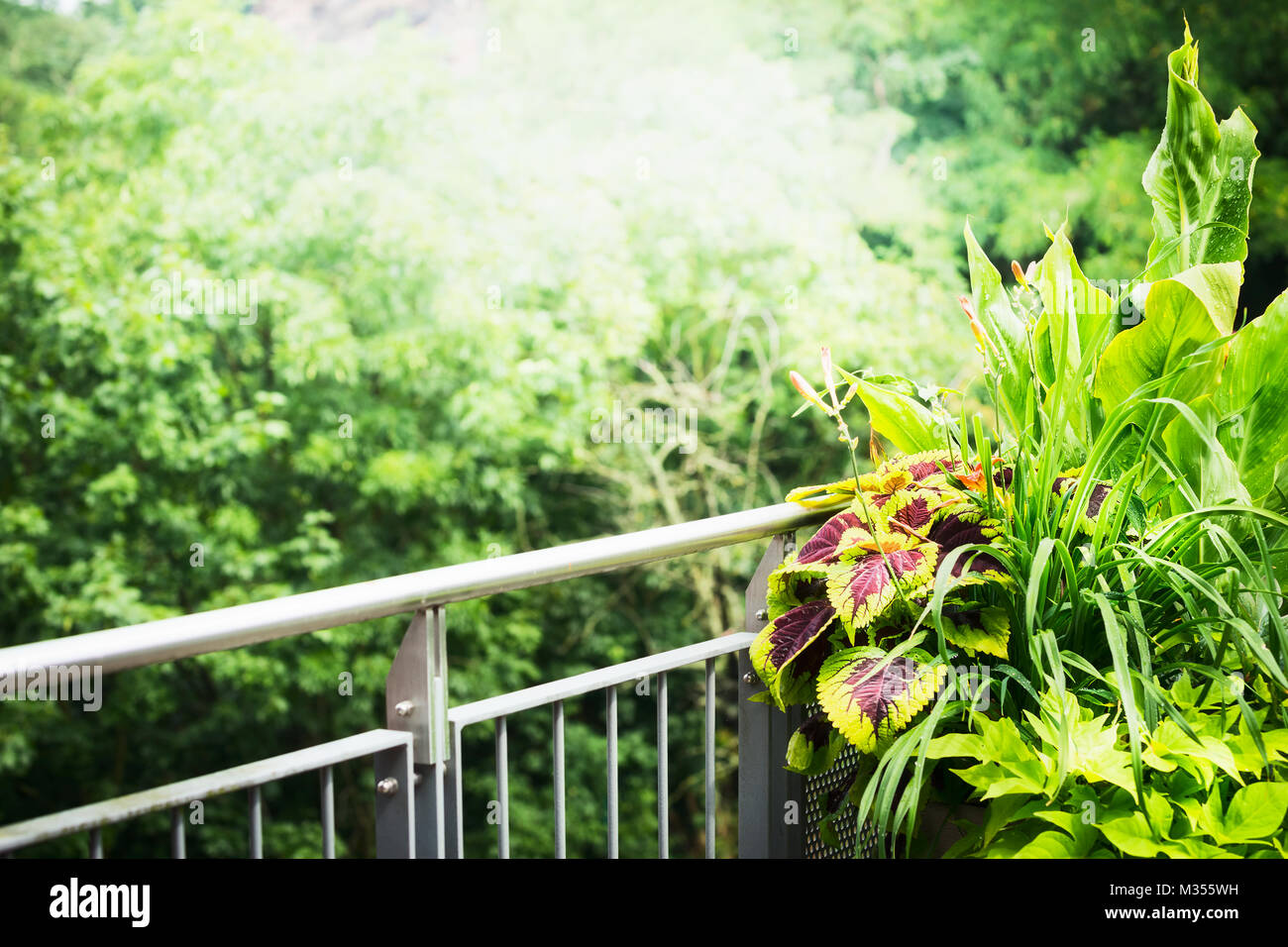 Beautiful Balcony and terrace plant with sunbeam at green nature ...
