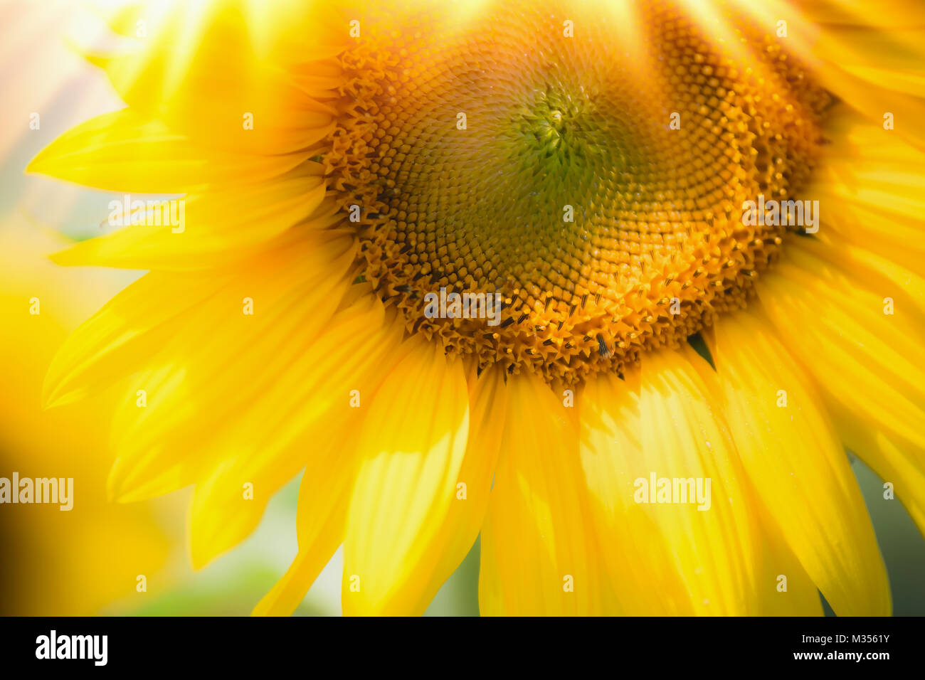 Close up of beautiful sunflowers with sunbeam, outdoor nature ...