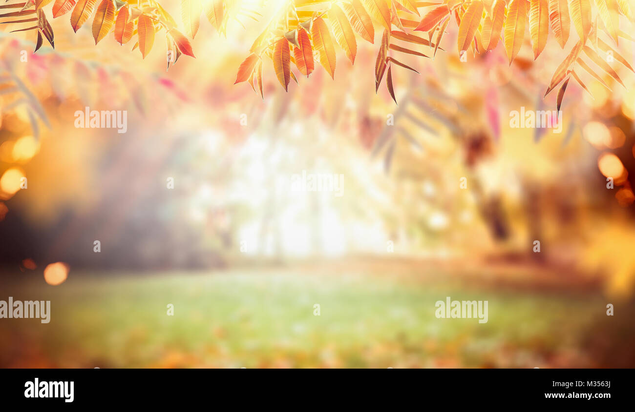Autumn nature background with colorful fall foliage, pasture and ...