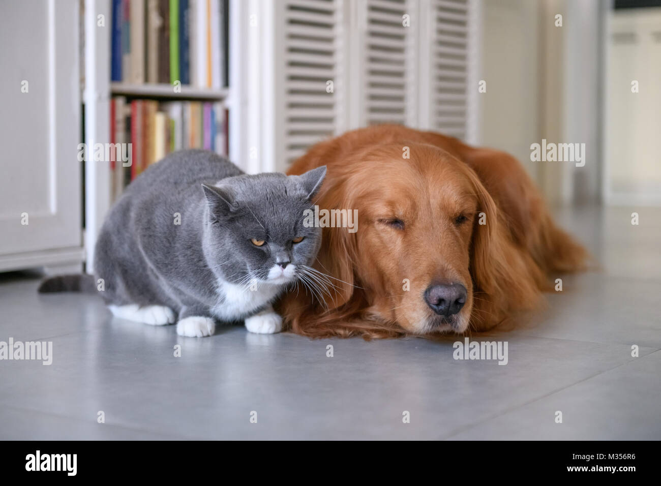 Golden Retriever and Cat Stock Photo - Alamy