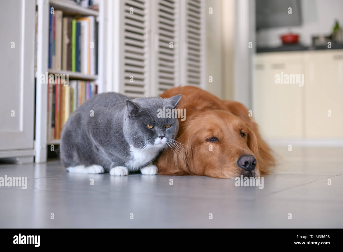Golden Retriever and Cat Stock Photo - Alamy