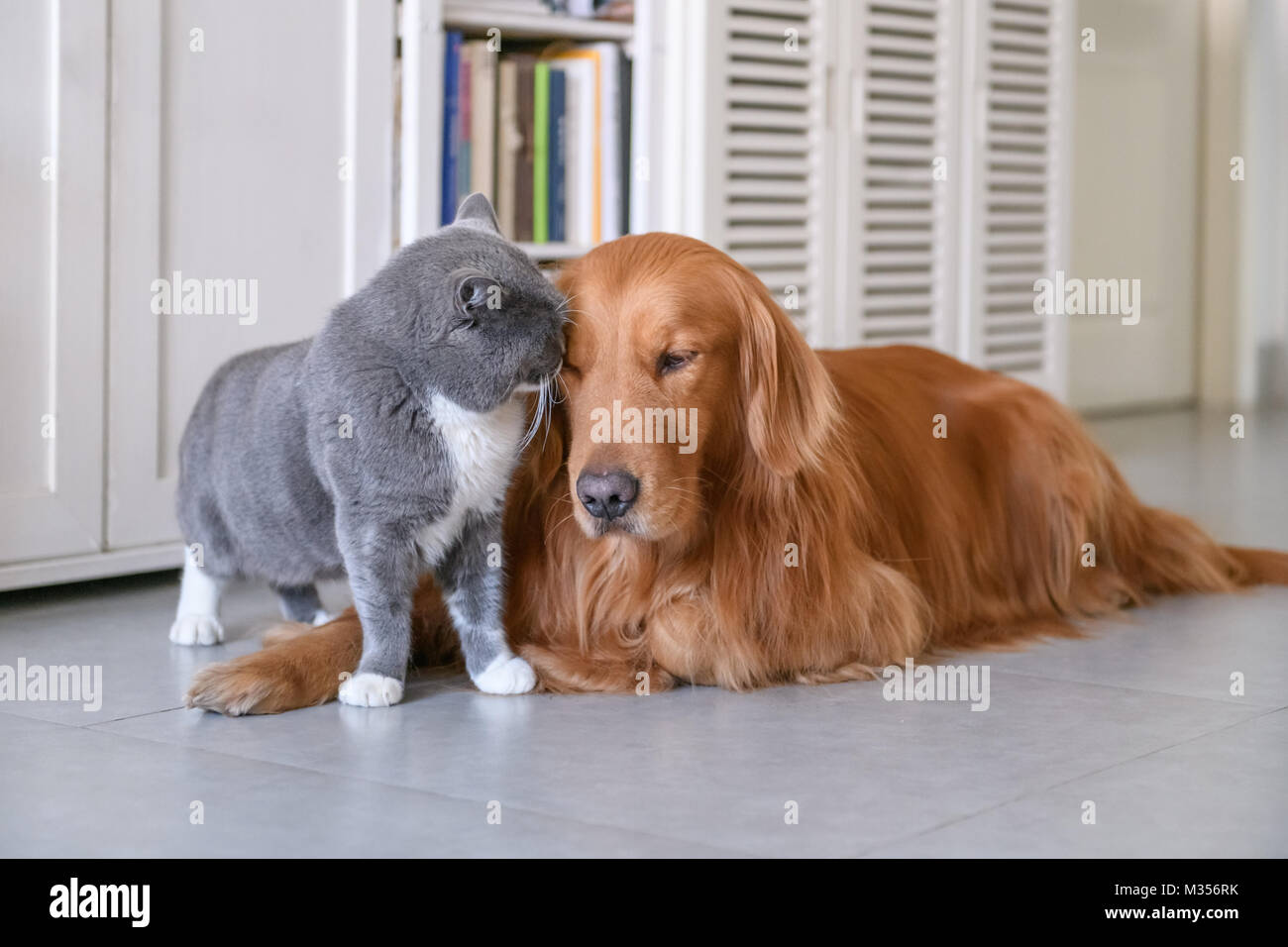 Golden Retriever and Cat Stock Photo - Alamy