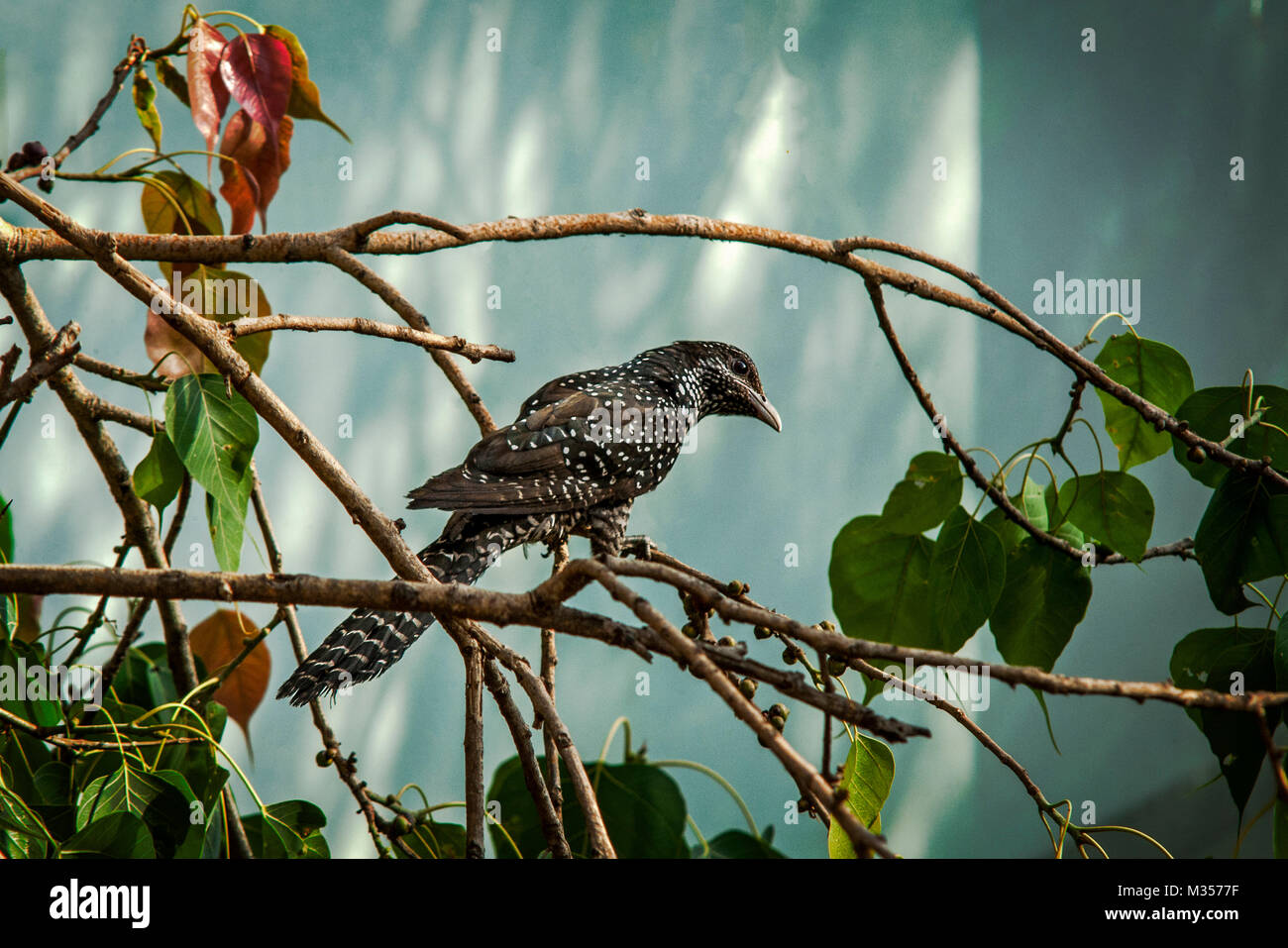 Cuckoo bird, India, Asia Stock Photo - Alamy