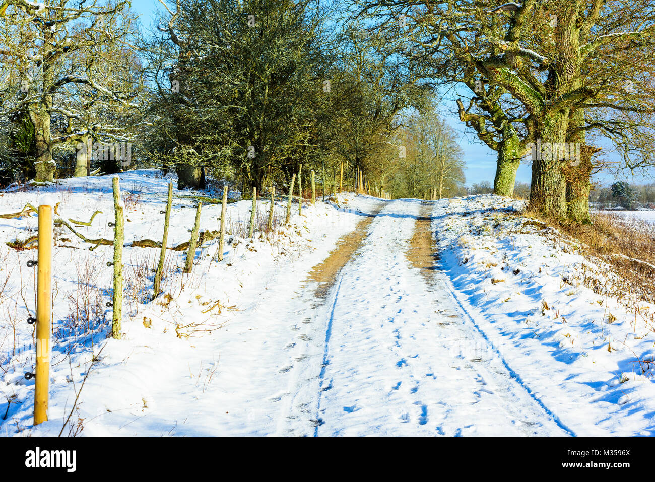 Winter country road sided by fence and woodland to the left plus oak ...