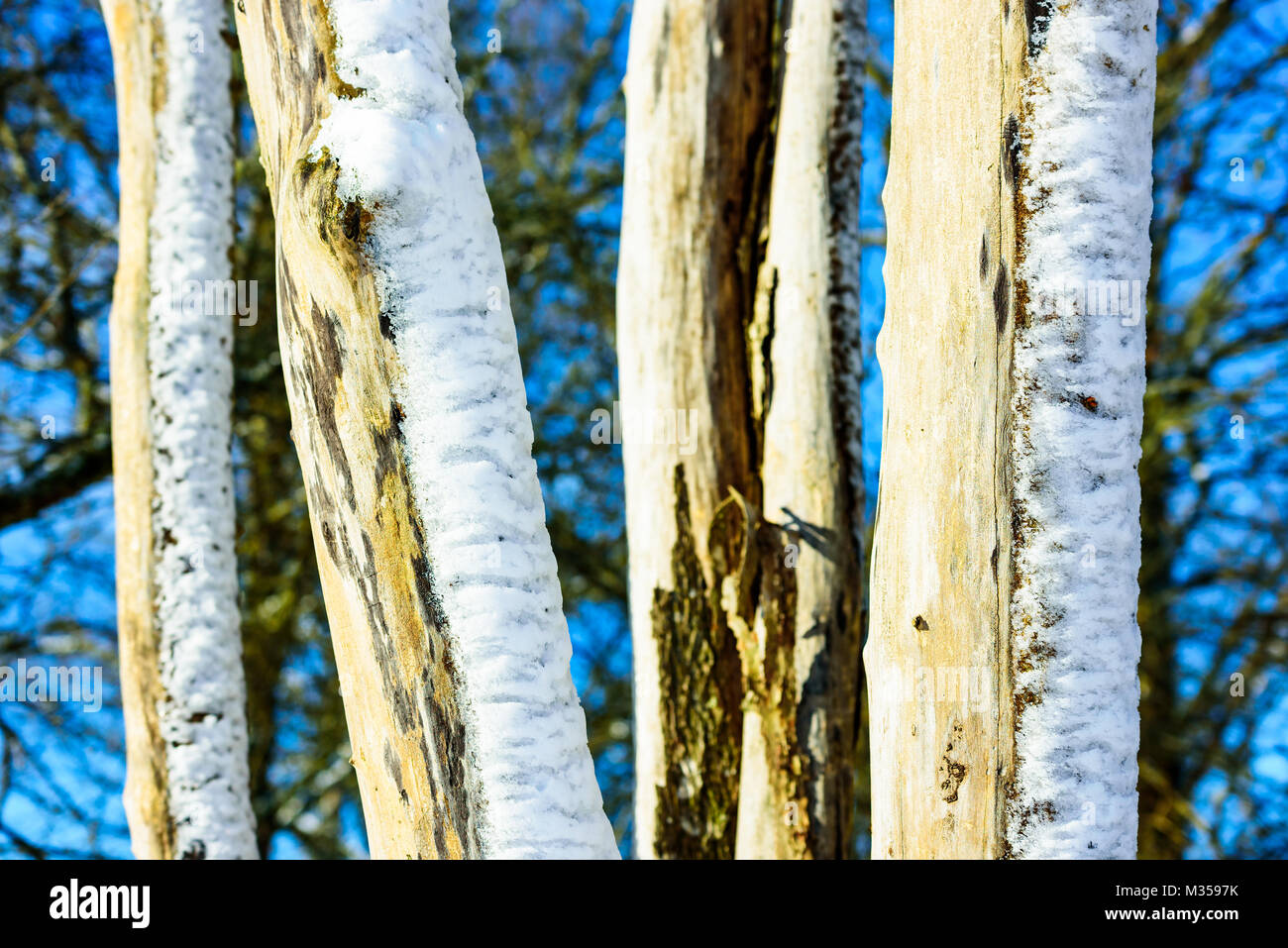 Snow side of tree detail hi-res stock photography and images - Alamy