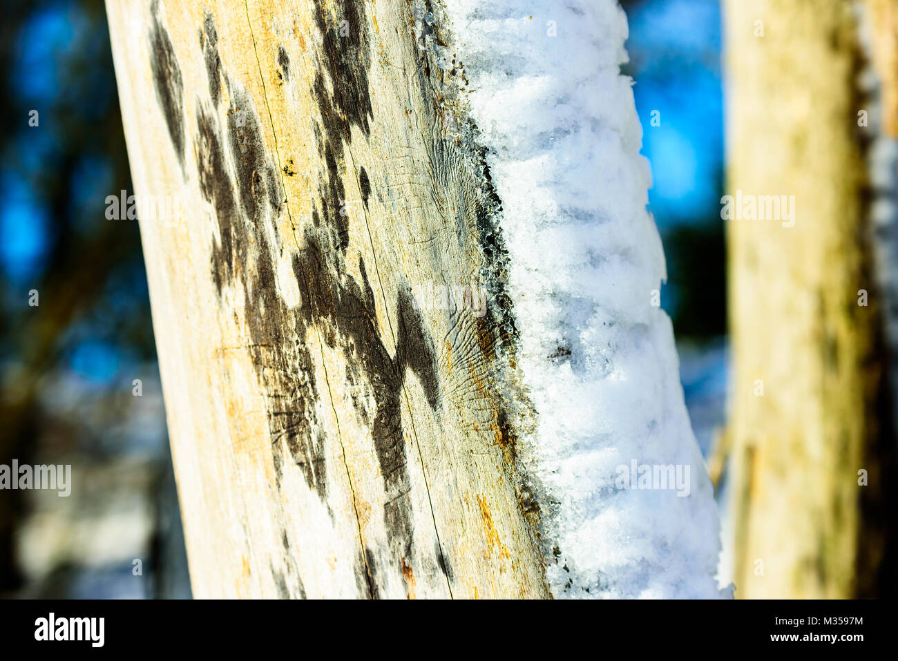 Abstract of dead tree trunks with snow on one side and sunshine on the ...