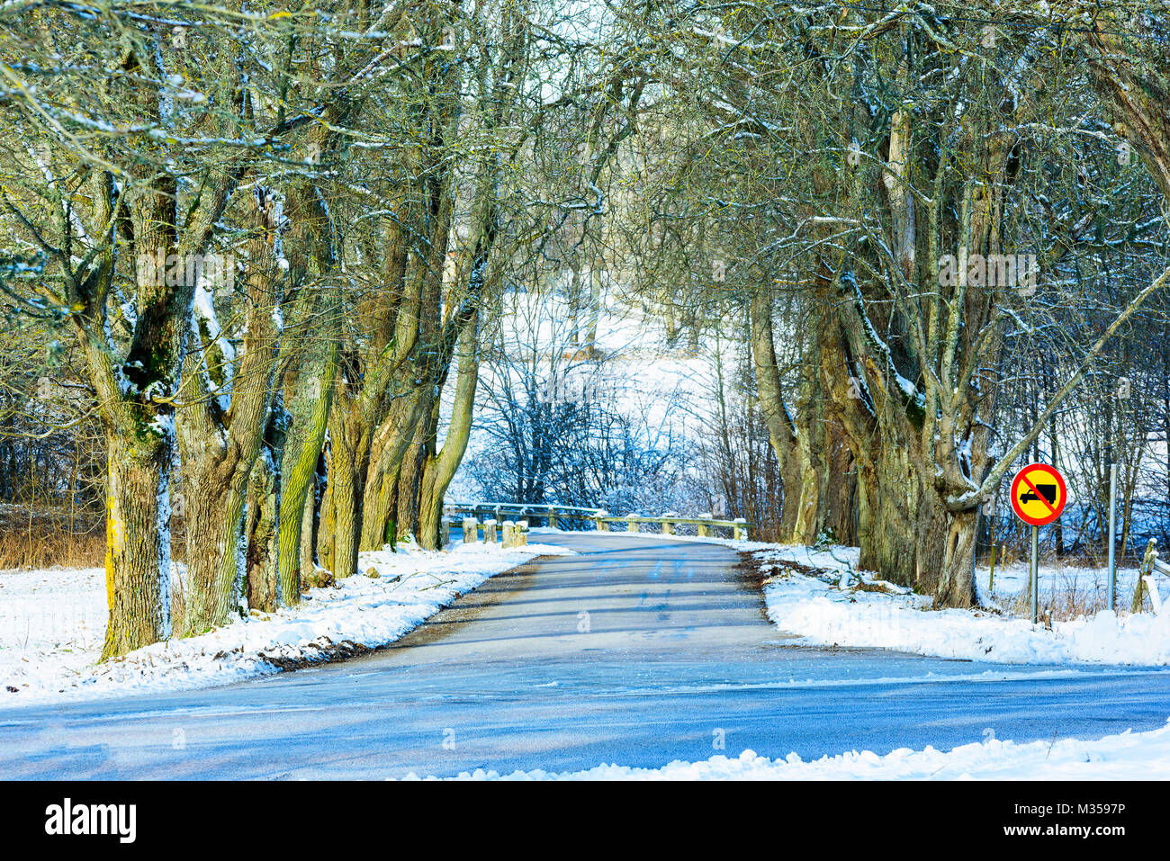 Alleyway sided by oak trees in winter. Road turning in sharp curve ...