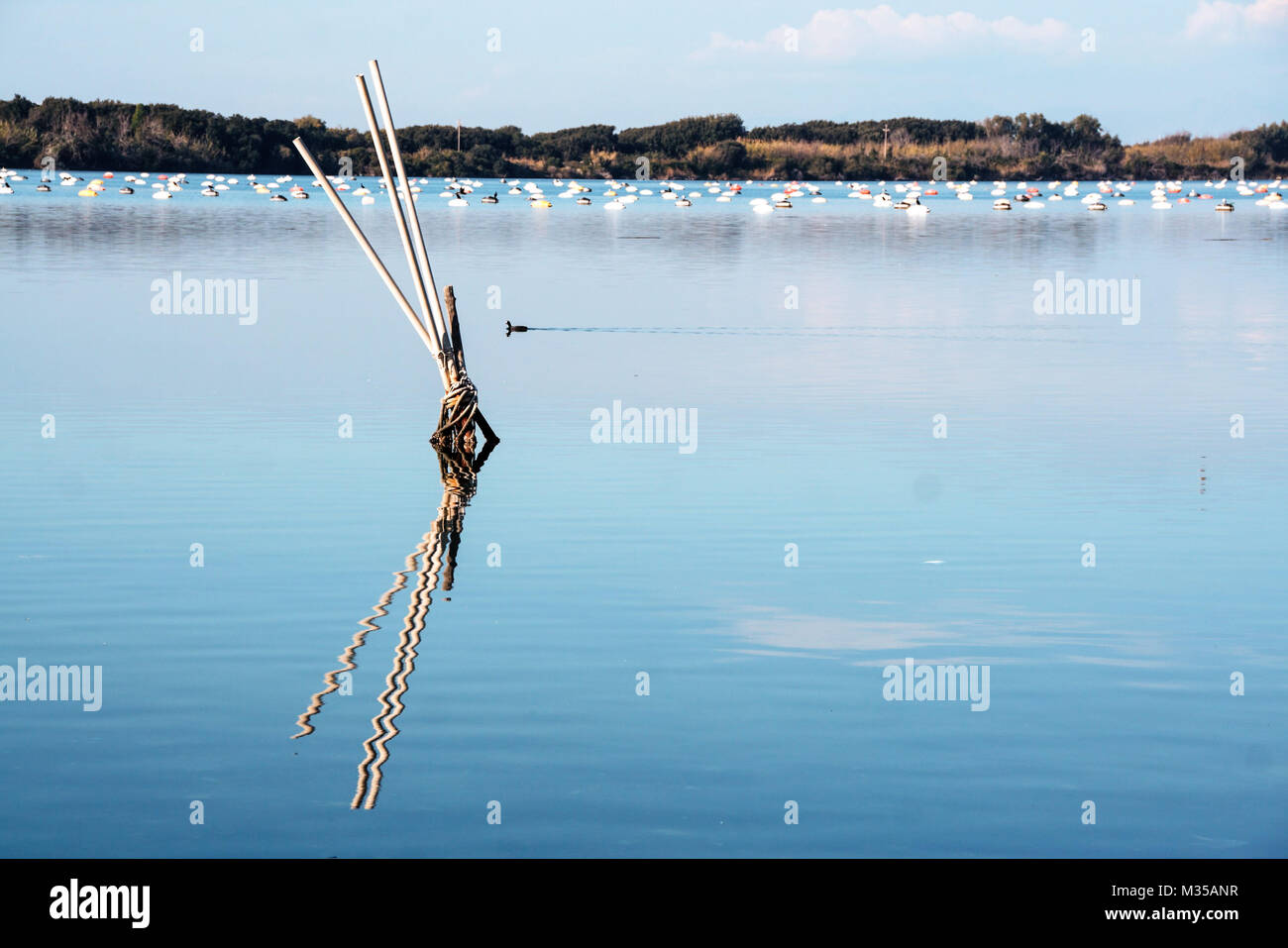 view of lake Fusaro and its park , Pozzuoli, Campi Flegrei , Napoli ...