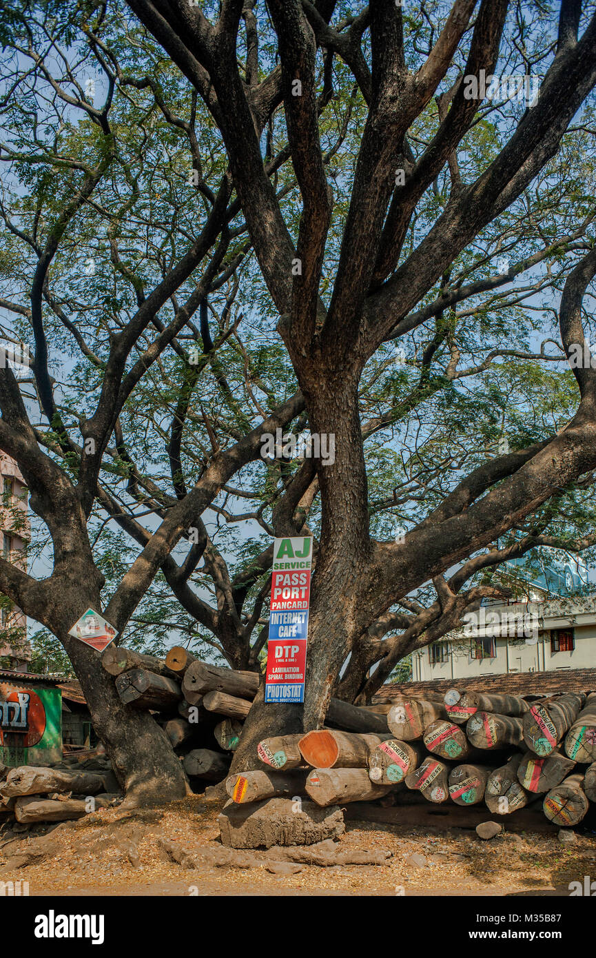 Timber wood log hi-res stock photography and images - Alamy