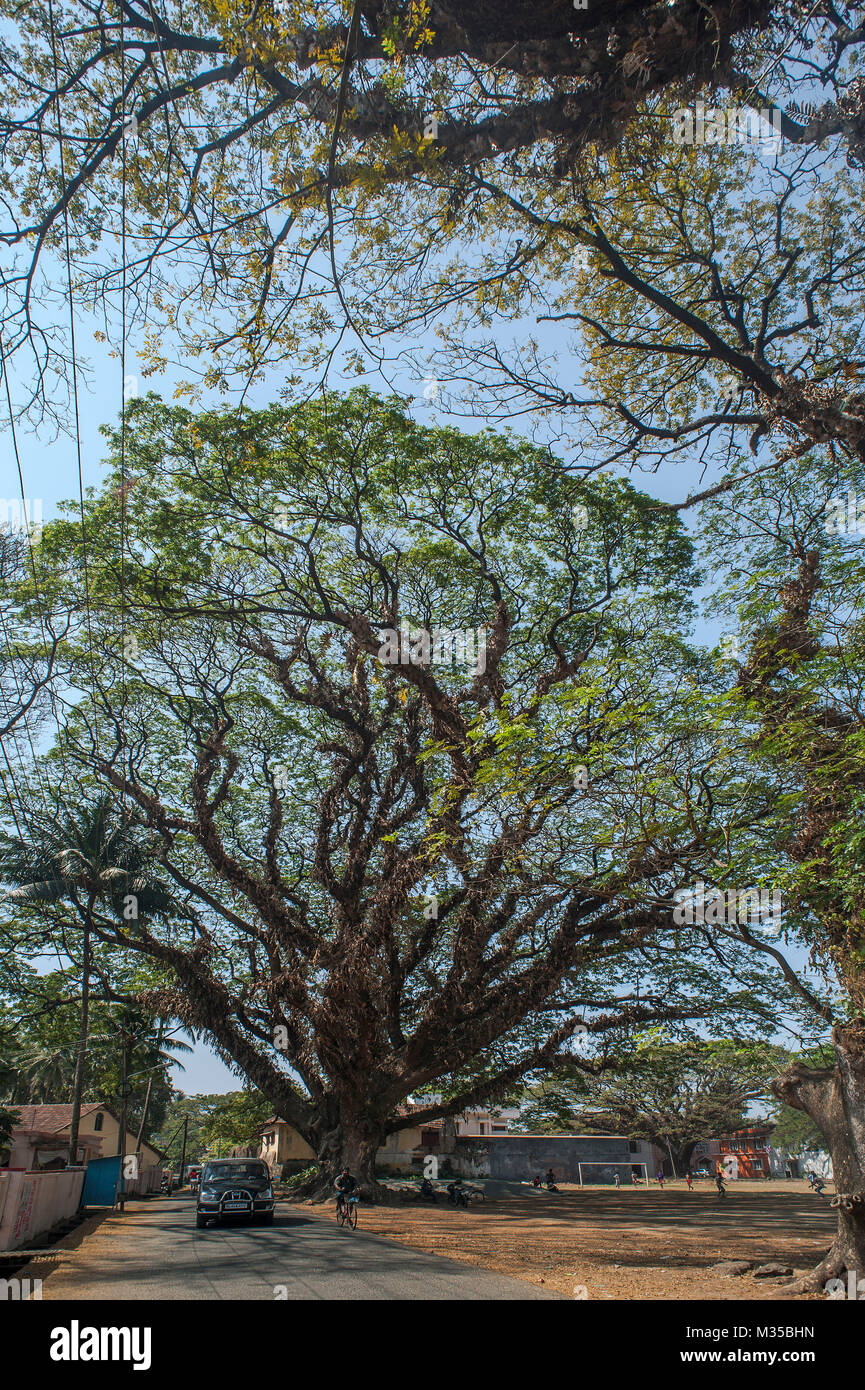 tree, kochi, kerala, India, Asia Stock Photo - Alamy