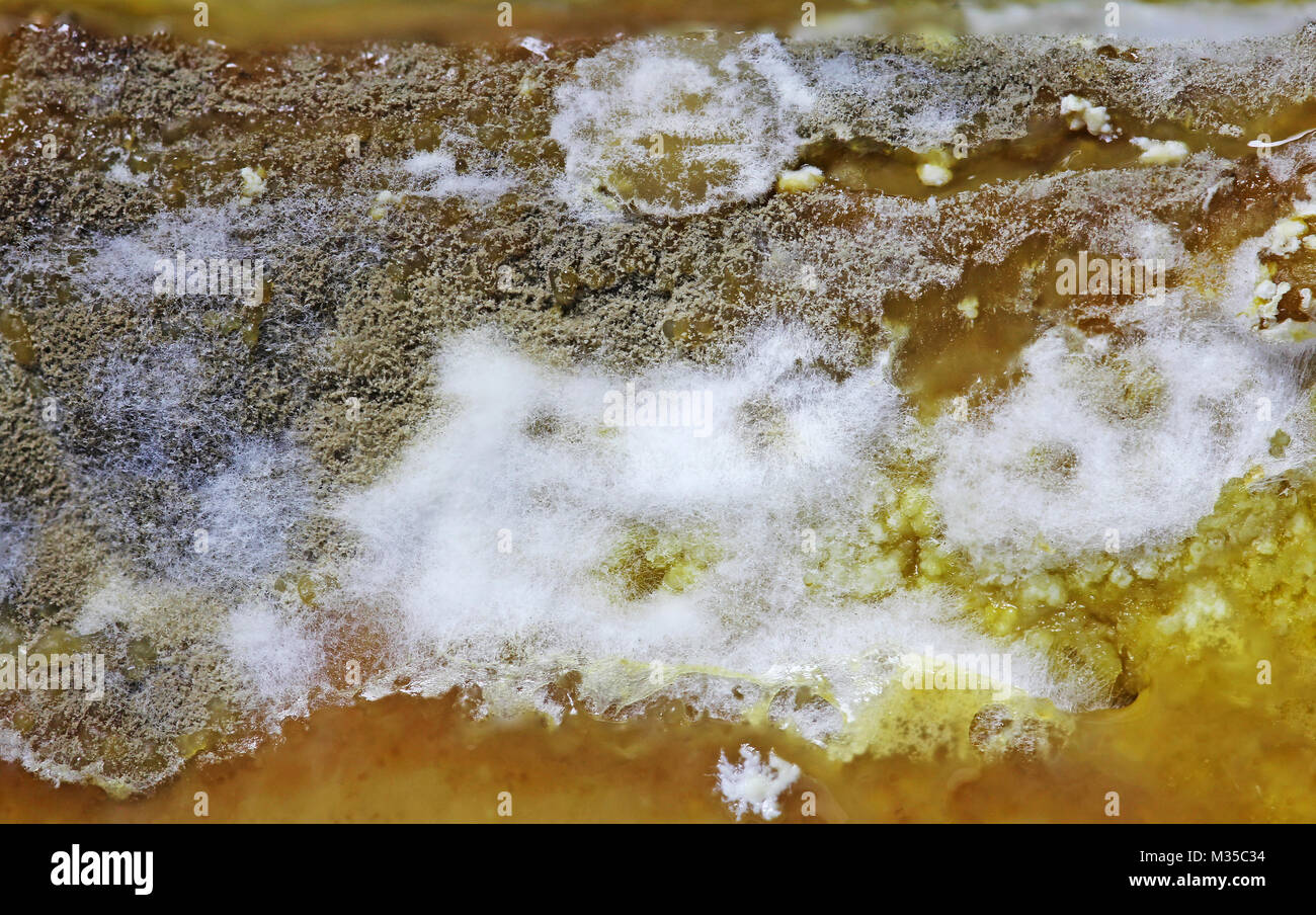Moldy cheese hi-res stock photography and images - Alamy