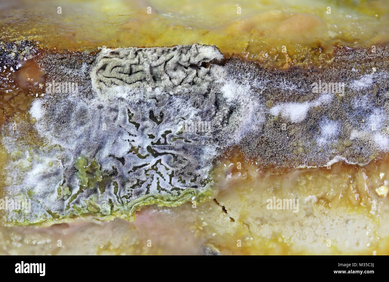 Poisonous cheese hi-res stock photography and images - Alamy