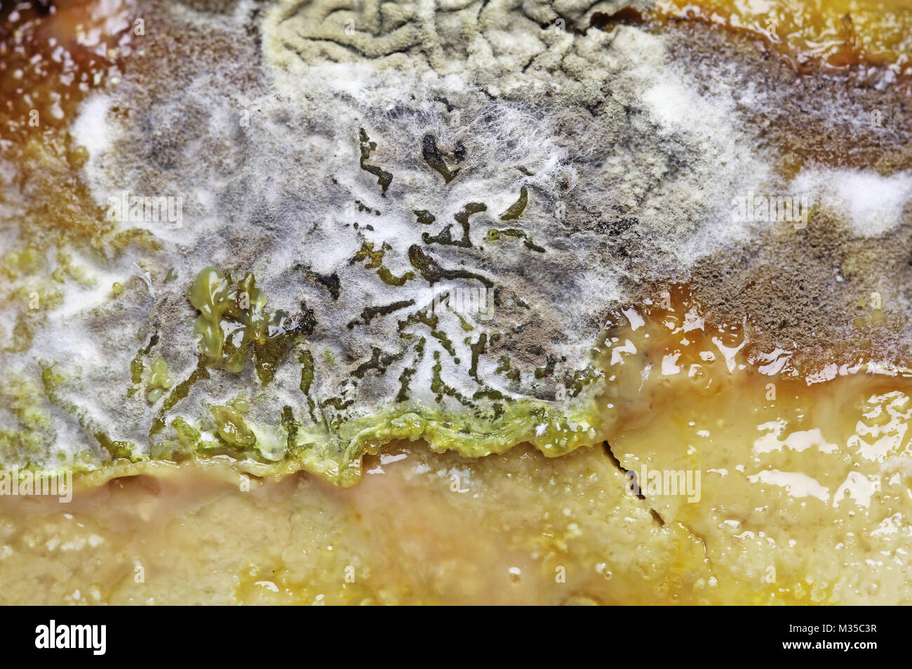 Moldy cheese hi-res stock photography and images - Alamy