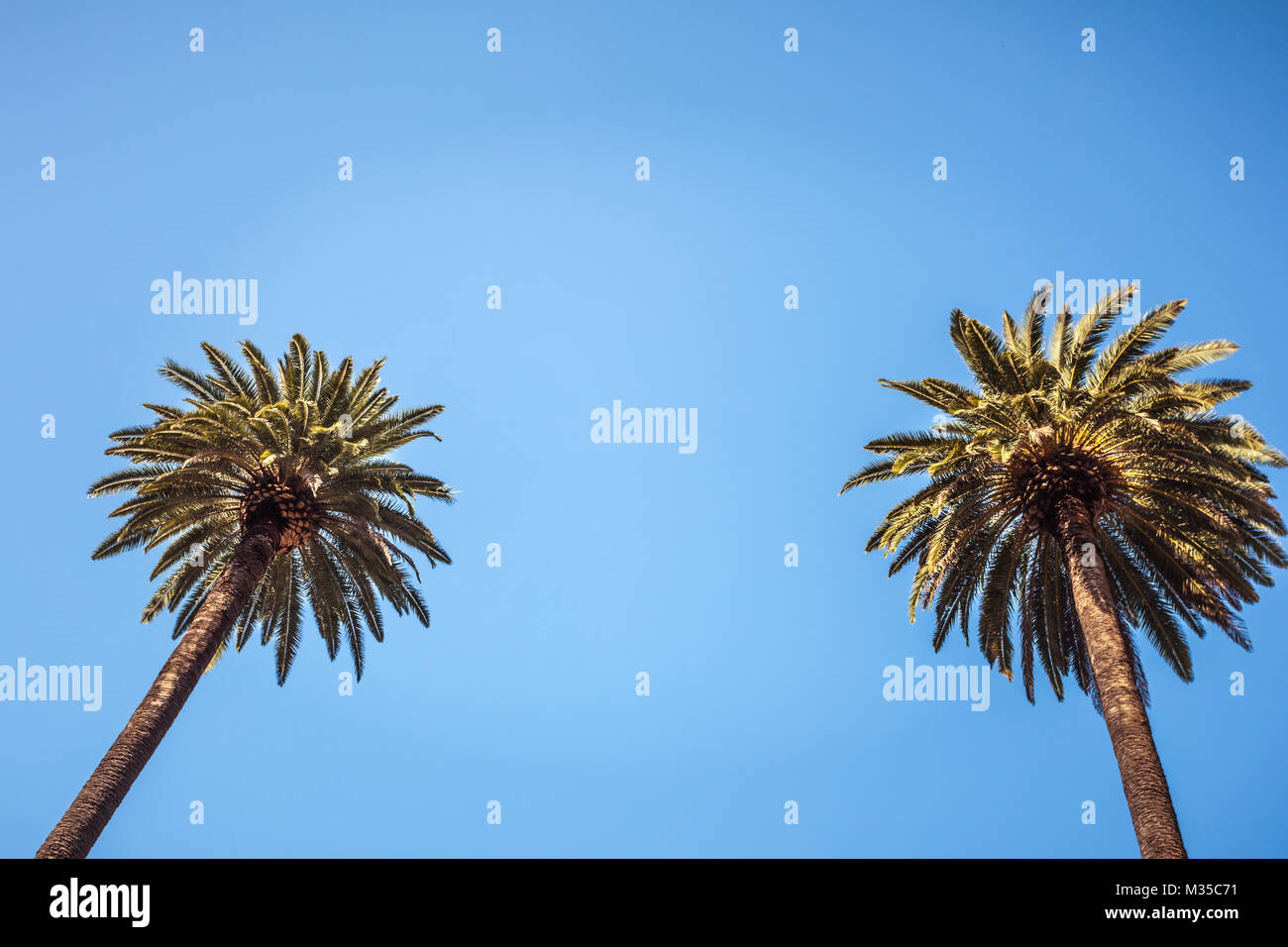 Vintage Rodeo Drive Beverly Hills Palm Trees Los Angeles California ...