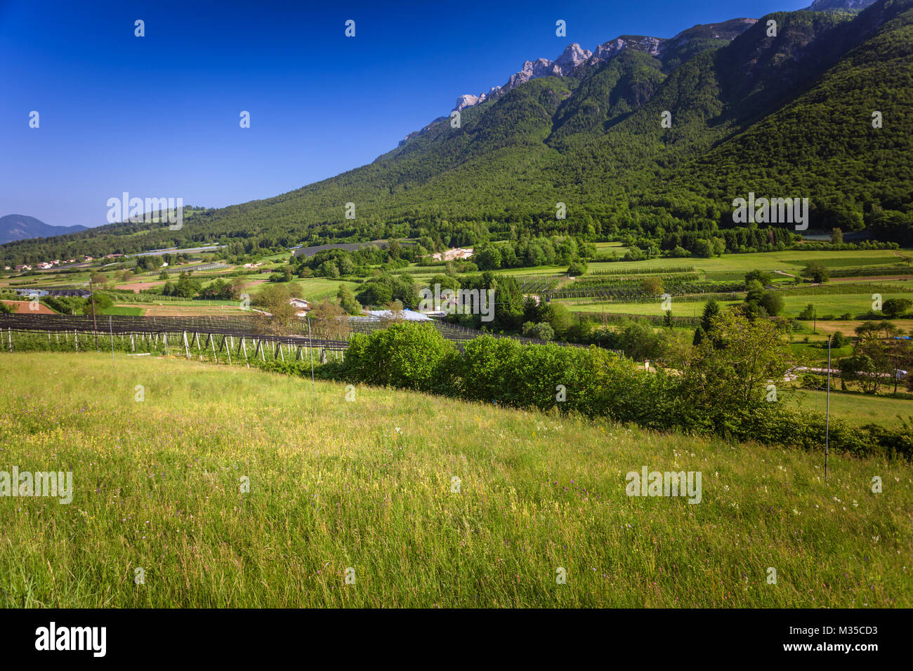 Alpine field hi-res stock photography and images - Alamy