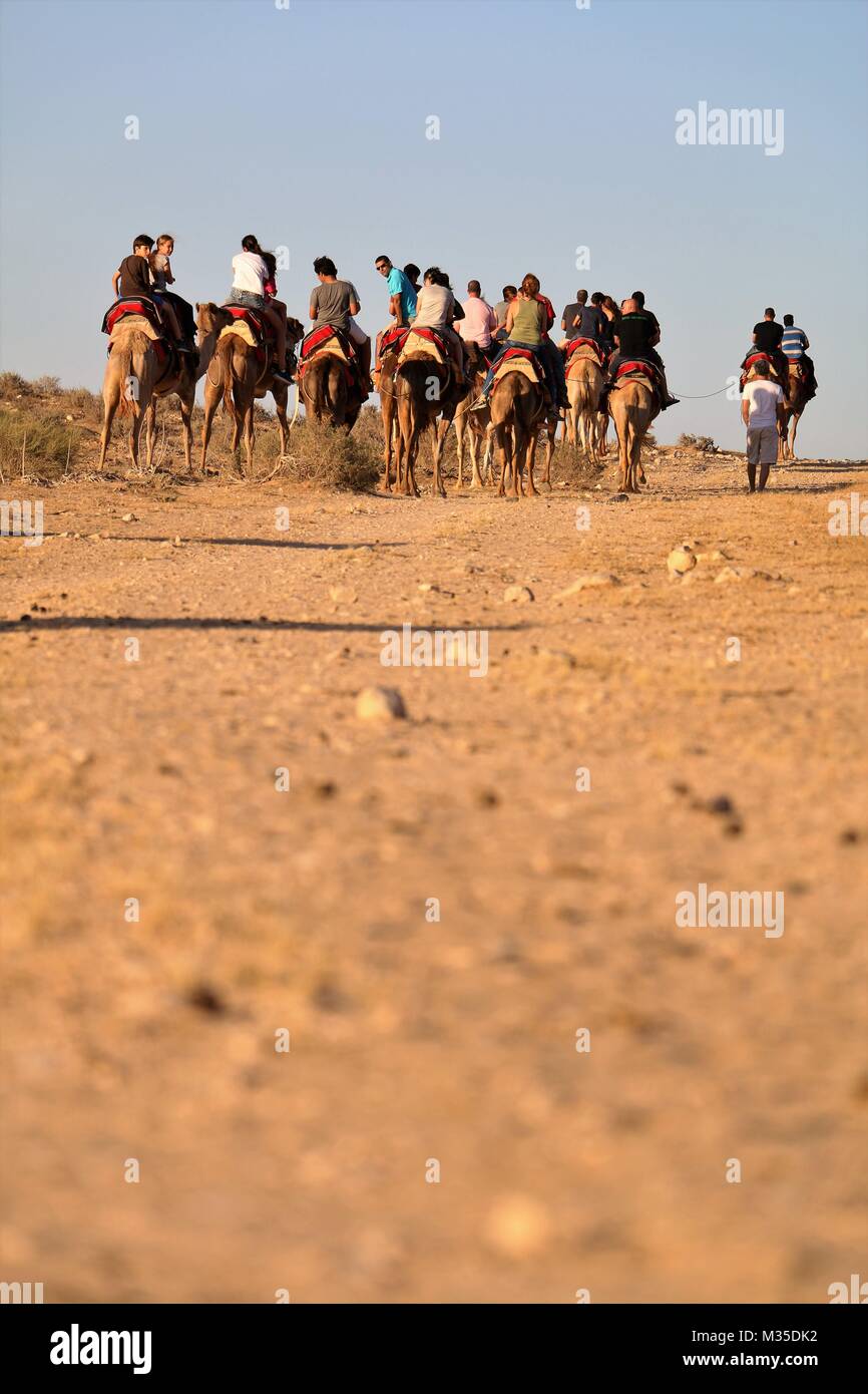 Camels convoy hi-res stock photography and images - Alamy