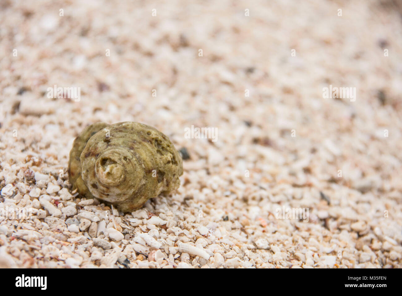 A small seashell lies on the sand on the beach near the ocean shore ...